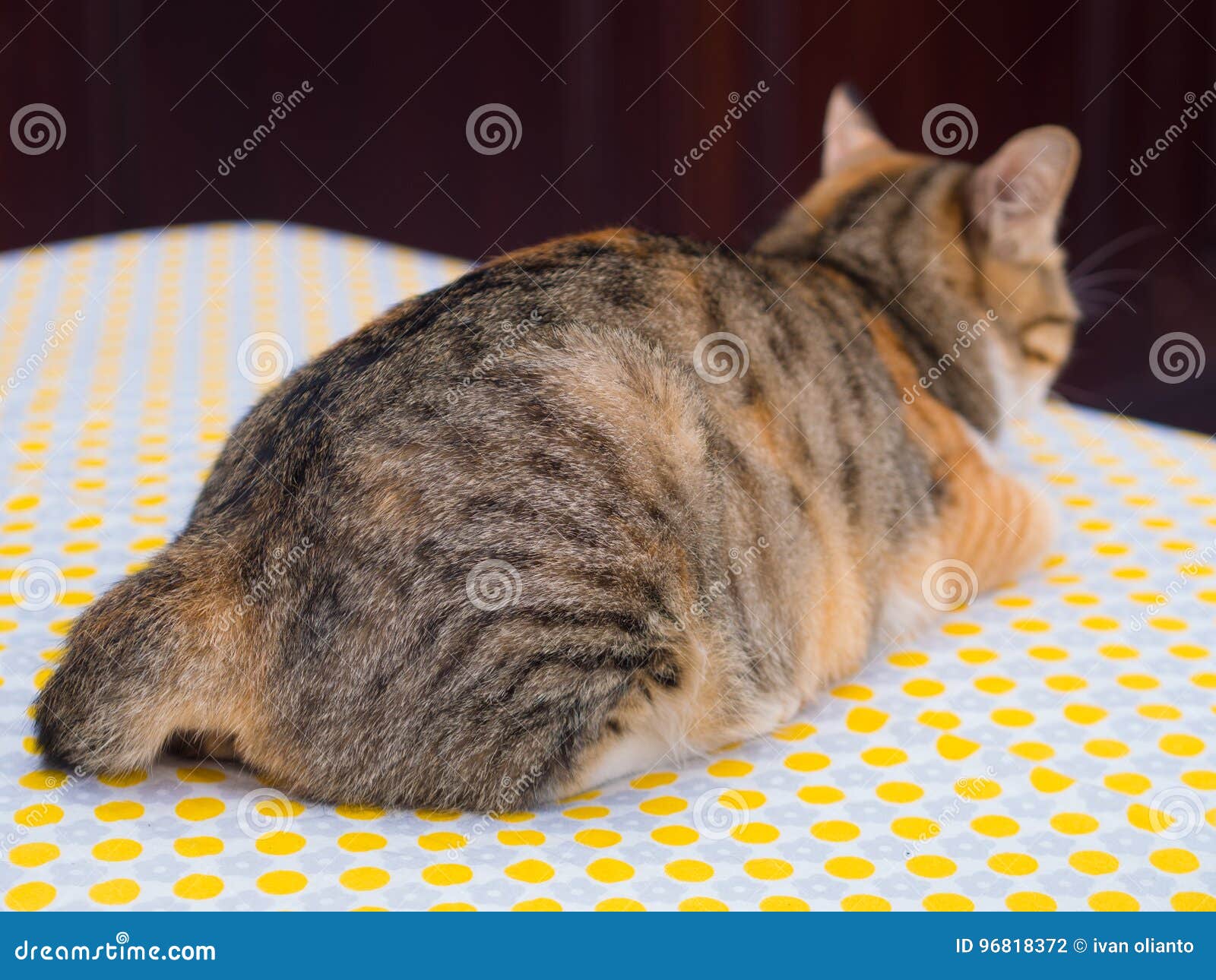 Cat Back View Stock Images - Download 1,369 Photos