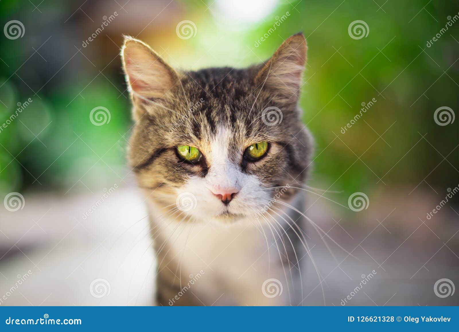 Cat with a Background Out of Focus Stock Photo - Image of background ...