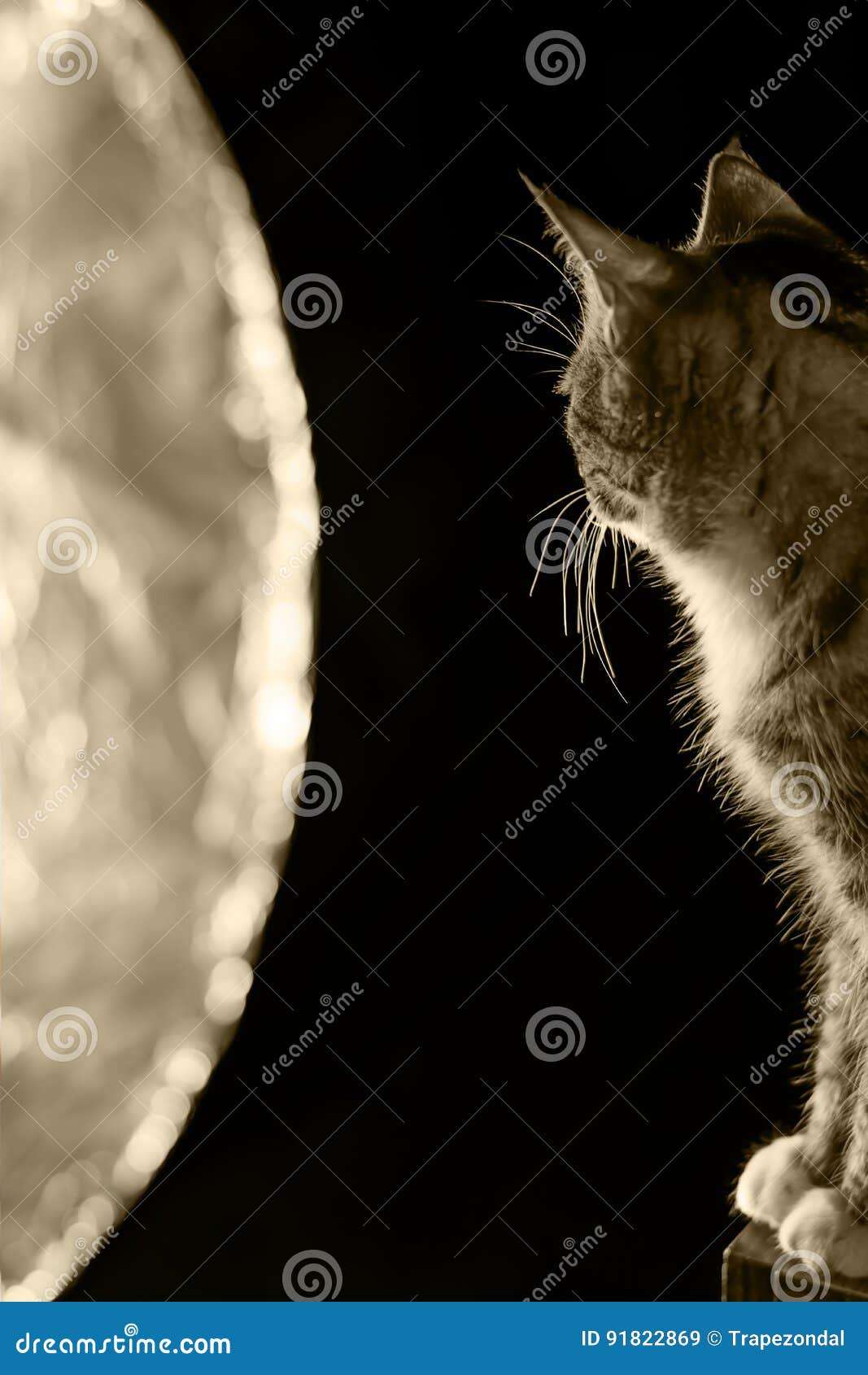 Cat in backlight stock image. Image of black, tabby, kitten - 91822869