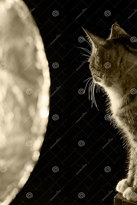 Cat in backlight stock image. Image of black, tabby, kitten - 91822869