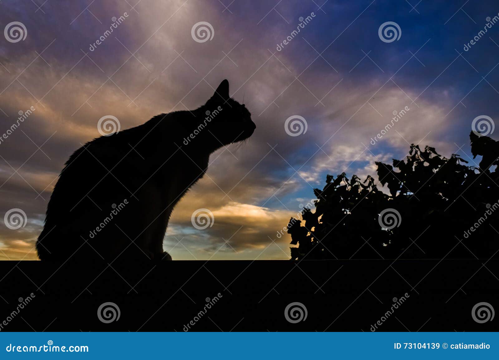 Cat in backlight stock image. Image of backlight, animal - 73104139