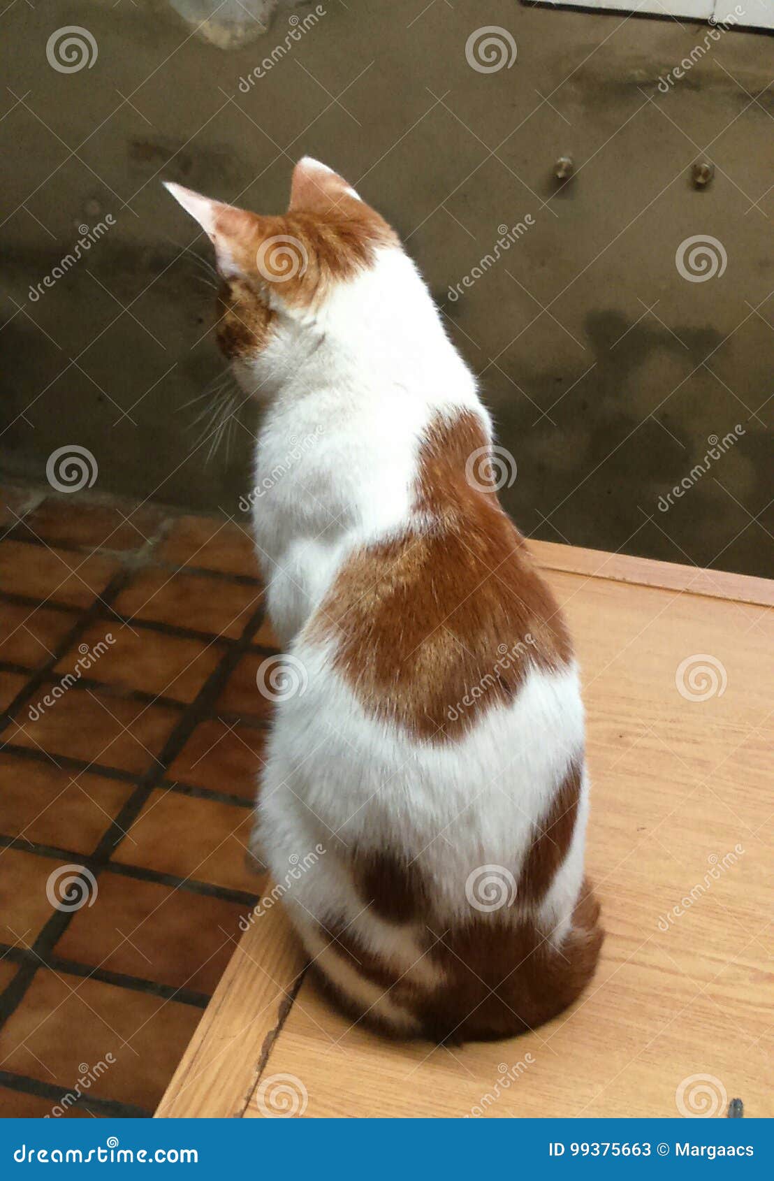 Cat backside stock image. Image of animal, kitten, table - 99375663