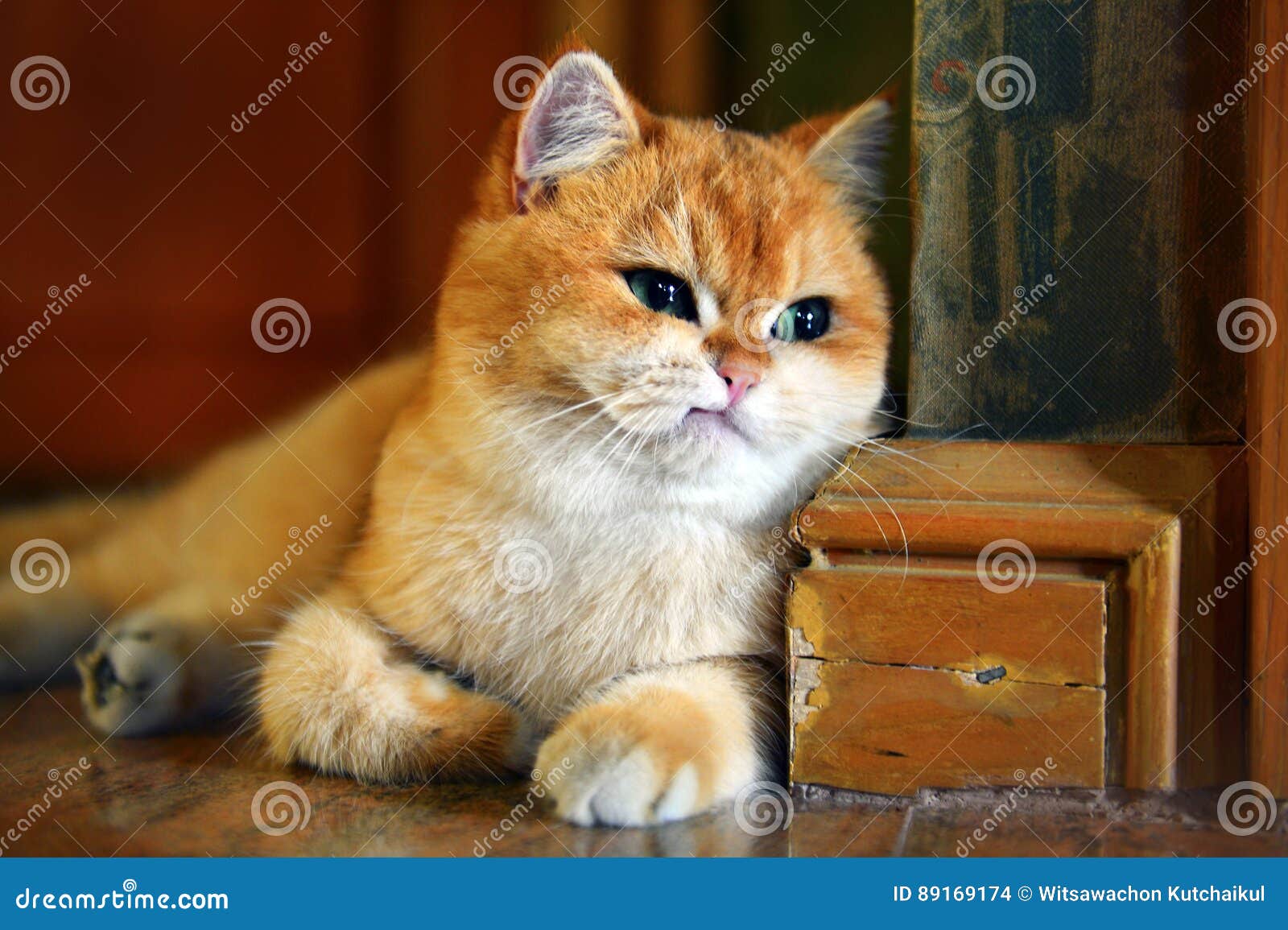 Cat bad mood stock photo. Image of yellow, domestic, cats - 89169174