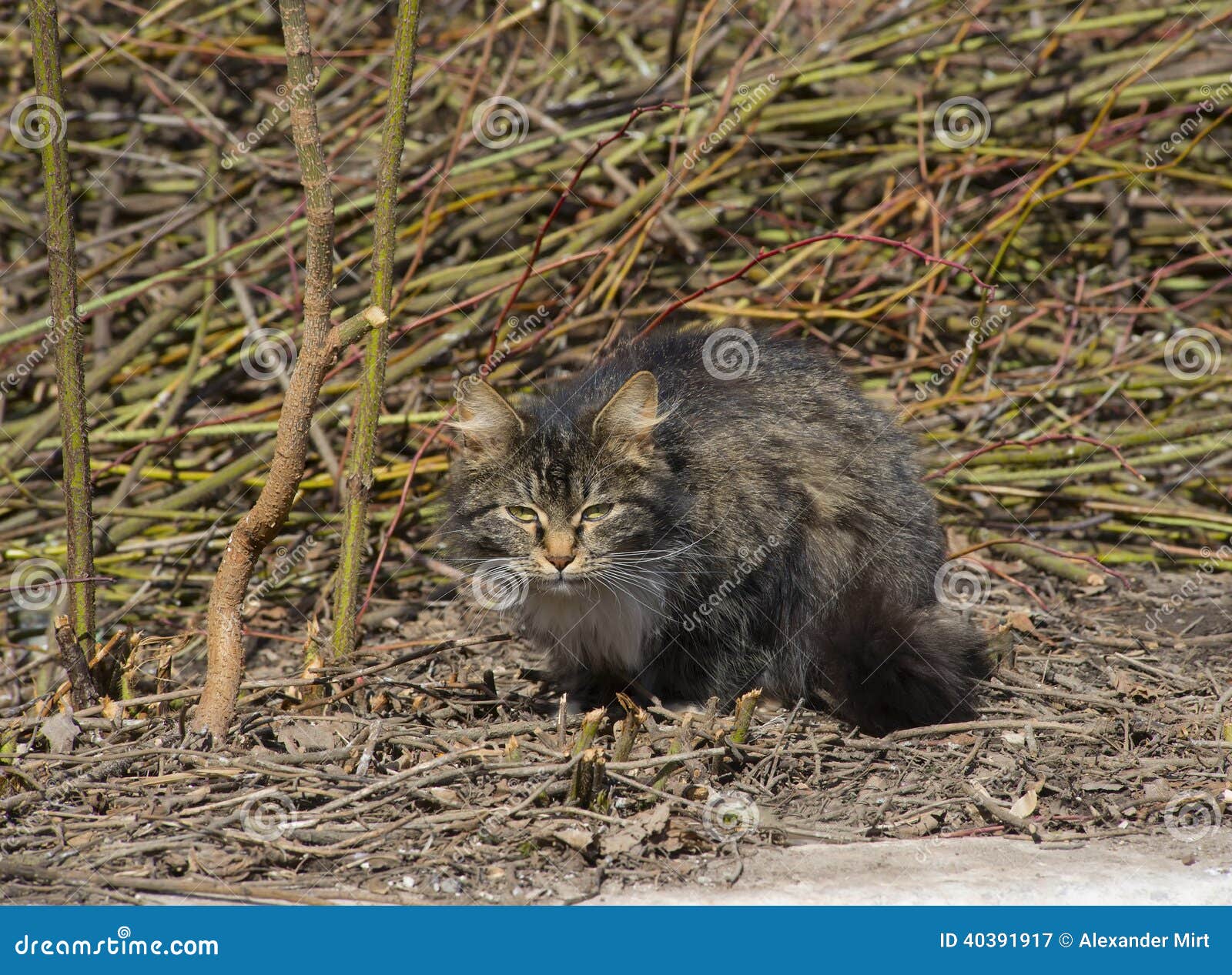Cat with bad sight stock image. Image of animal, outdoor - 40391917