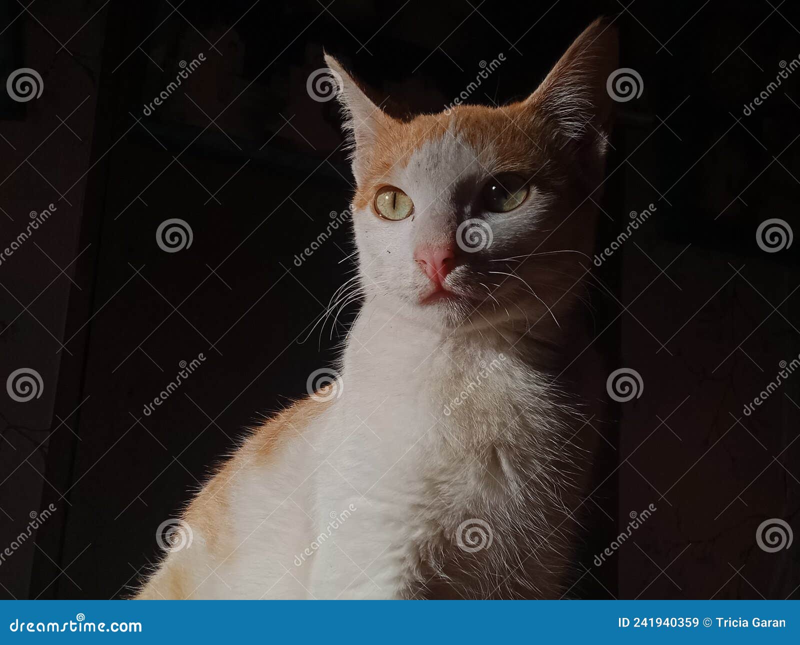 Badass Cat Stock Photos - Free & Royalty-Free Stock Photos from Dreamstime