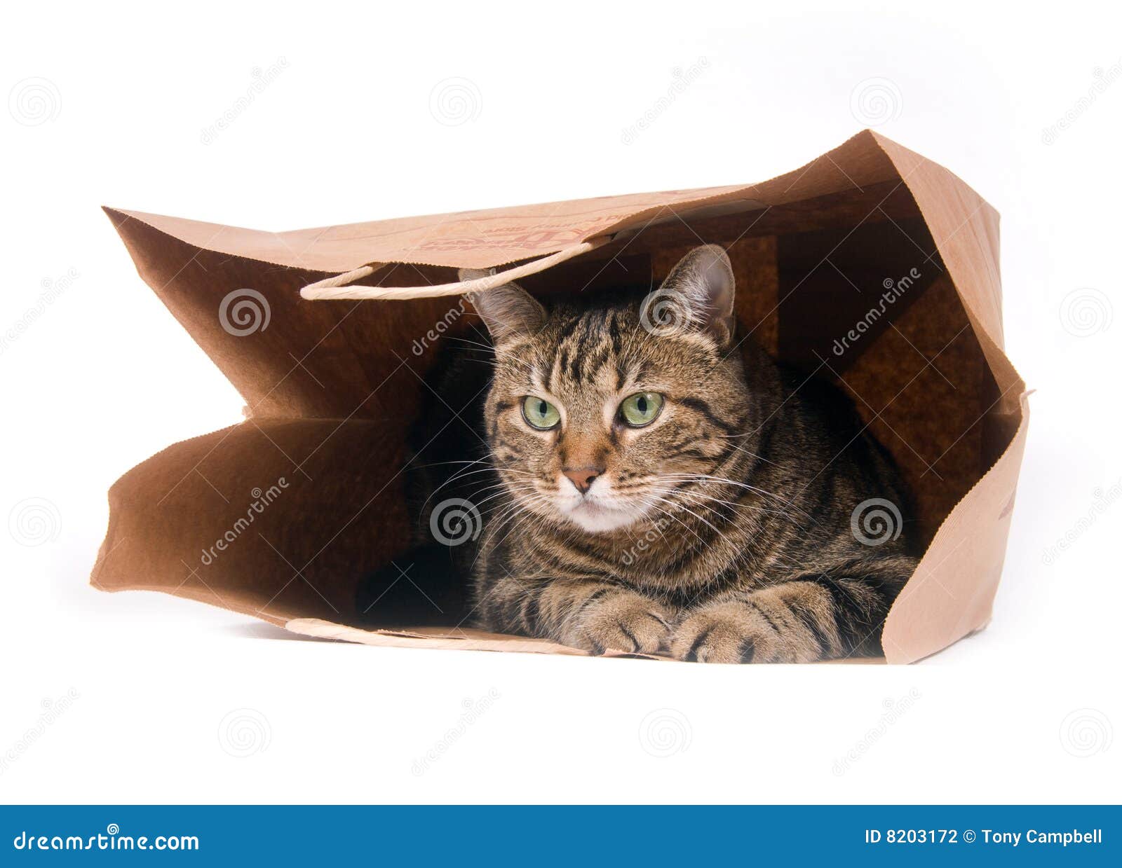 Cat in a bag stock photo. Image of resting, laying, hiding - 8203172