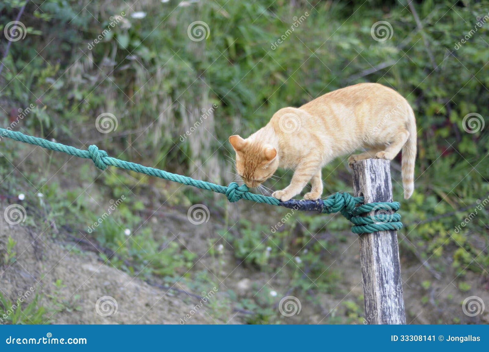 Cat balancing stock image. Image of balancing, rope, nature - 33308141