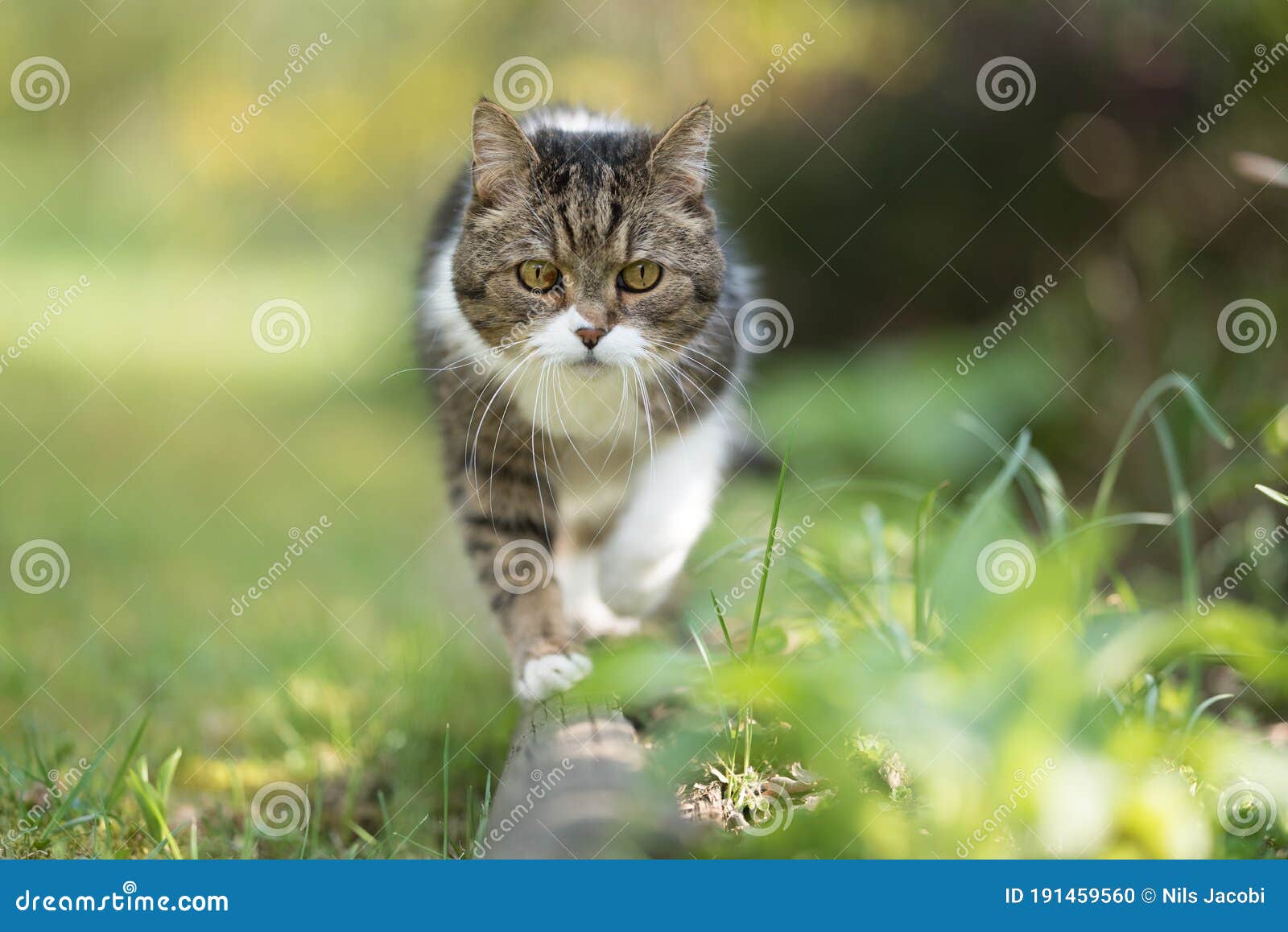 Cat balancing on tree log stock photo. Image of looking - 191459560