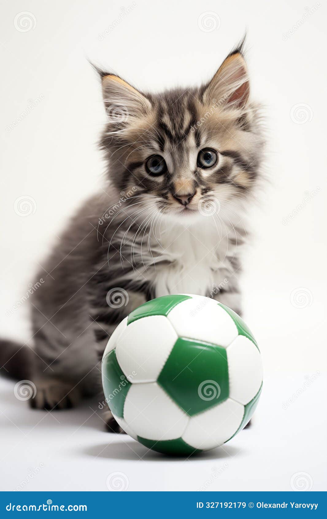Cat with ball stock image. Image of bite, ears, nature - 327192179