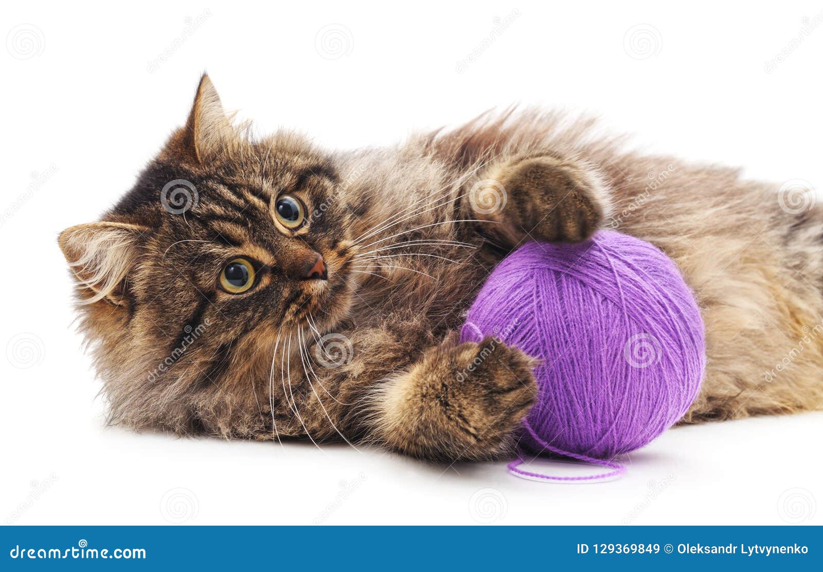 Cat with a ball. stock image. Image of background, friendly - 129369849