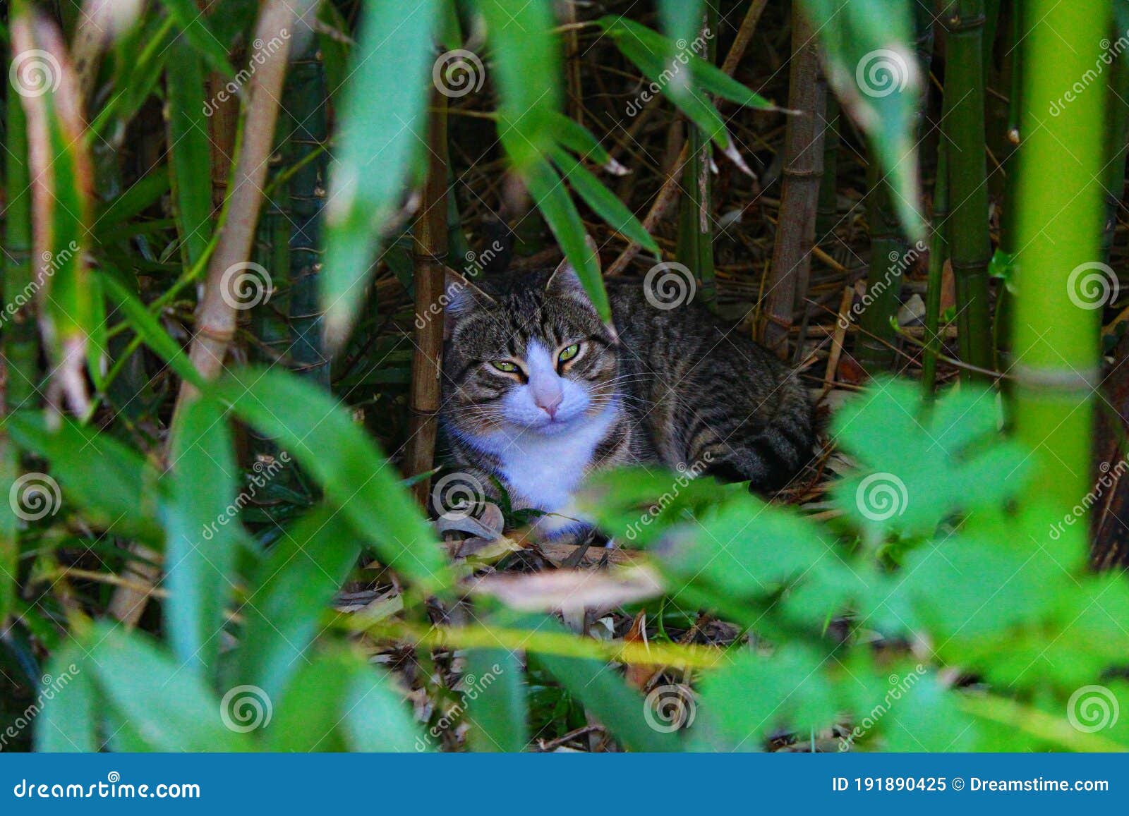 Cat into bamboo forest stock image. Image of natural - 191890425