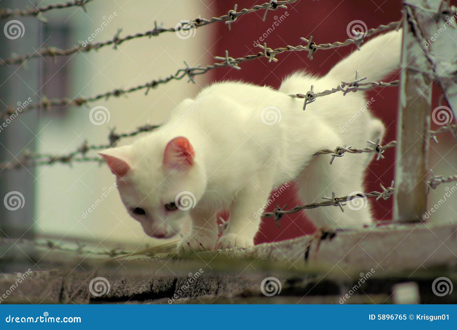 Cat Through Barbed Wire Picture. Image: 5896765