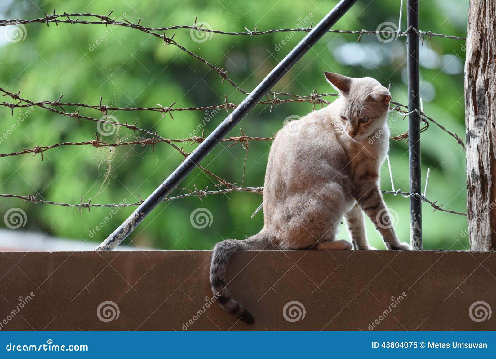 The Cat on Barbed Wire Fence Stock Image - Image of animal ...