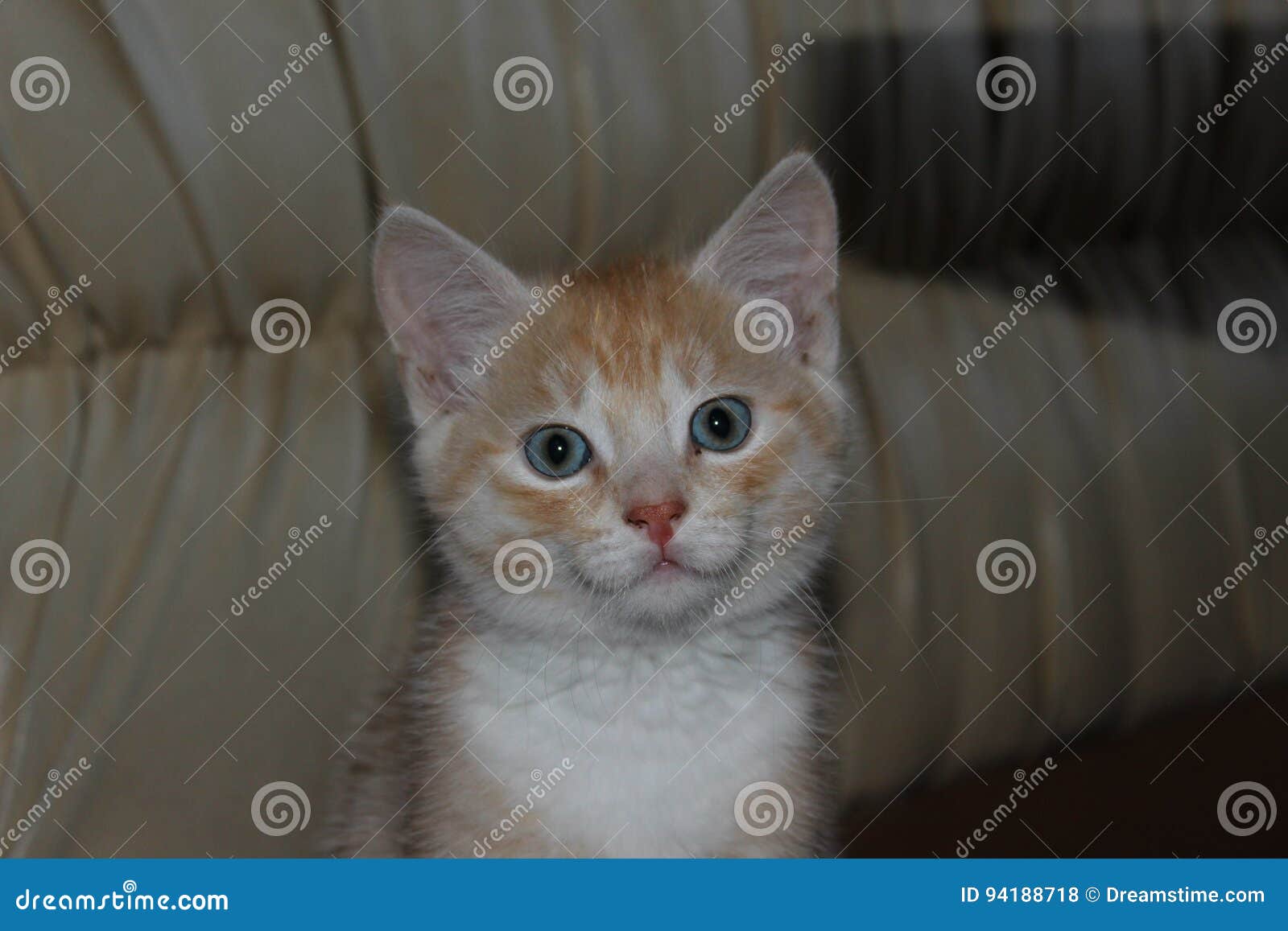 Cat Barsik stock photo. Image of barsik, look, background - 94188718