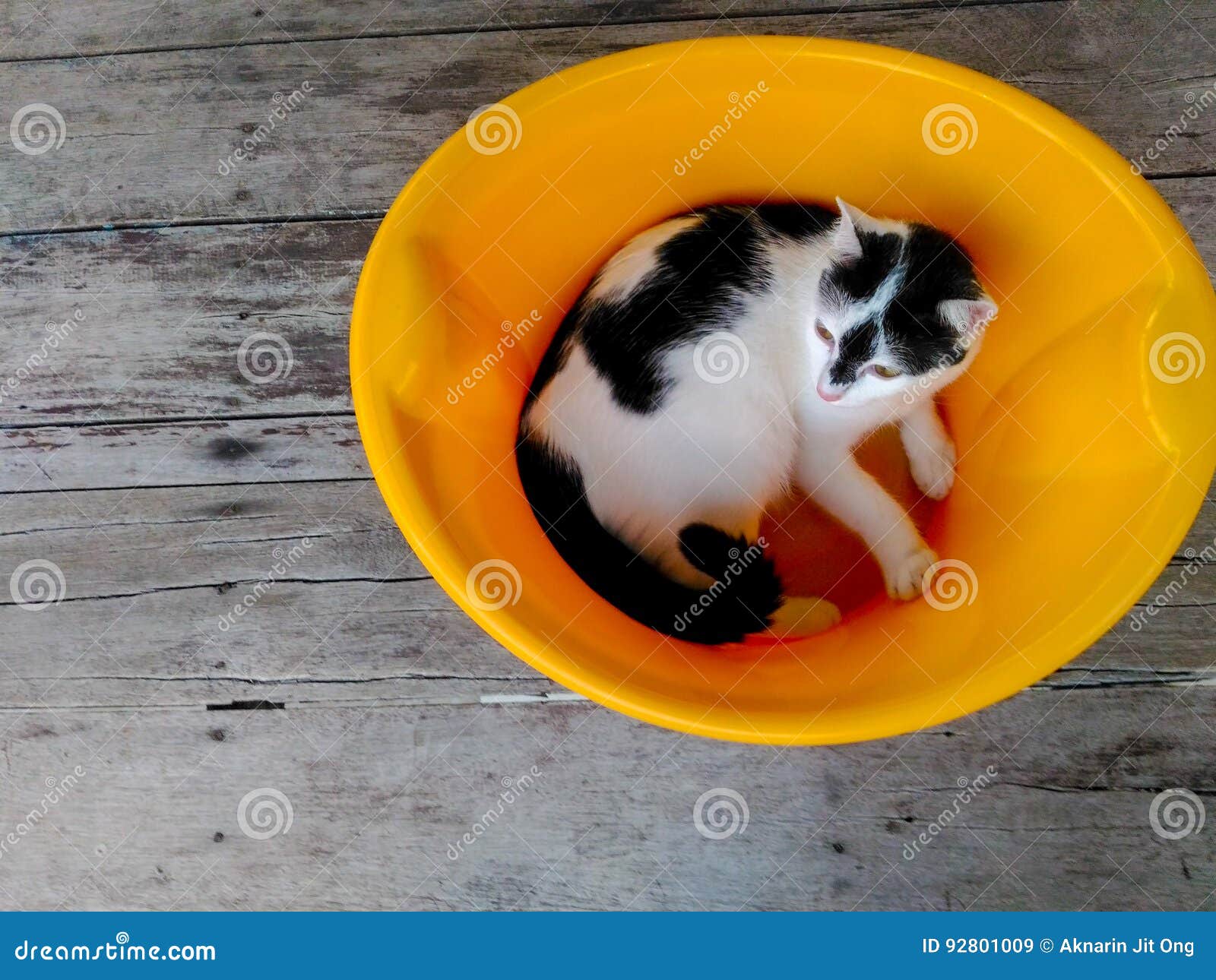 Cat stock image. Image of kitty, animal, puppy, basin - 92801009