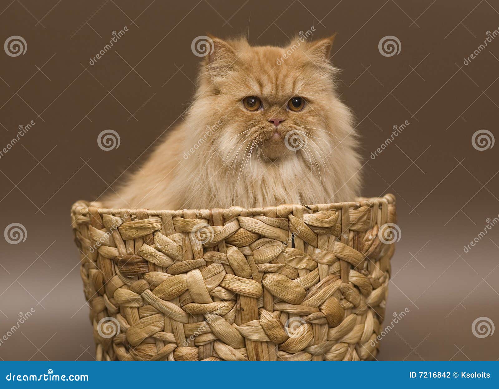Cat in a basket. stock photo. Image of background, haired - 7216842