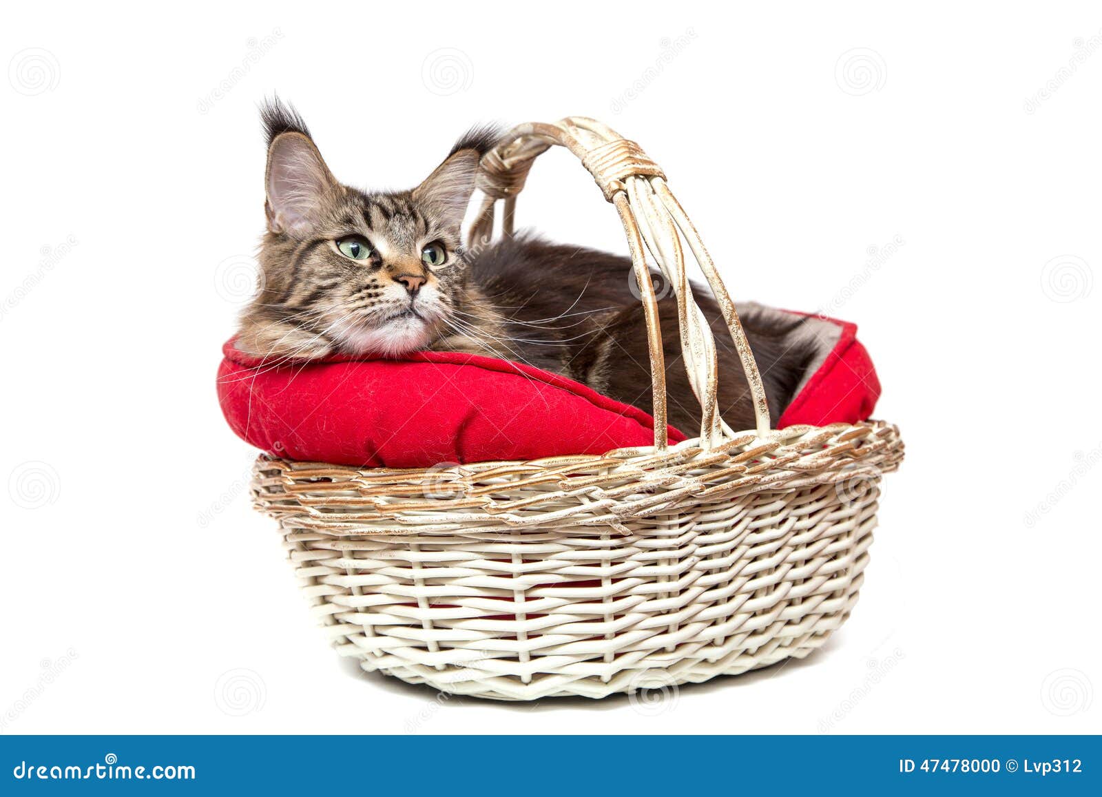 A Cat in a basket stock photo. Image of domestic, basket - 47478000