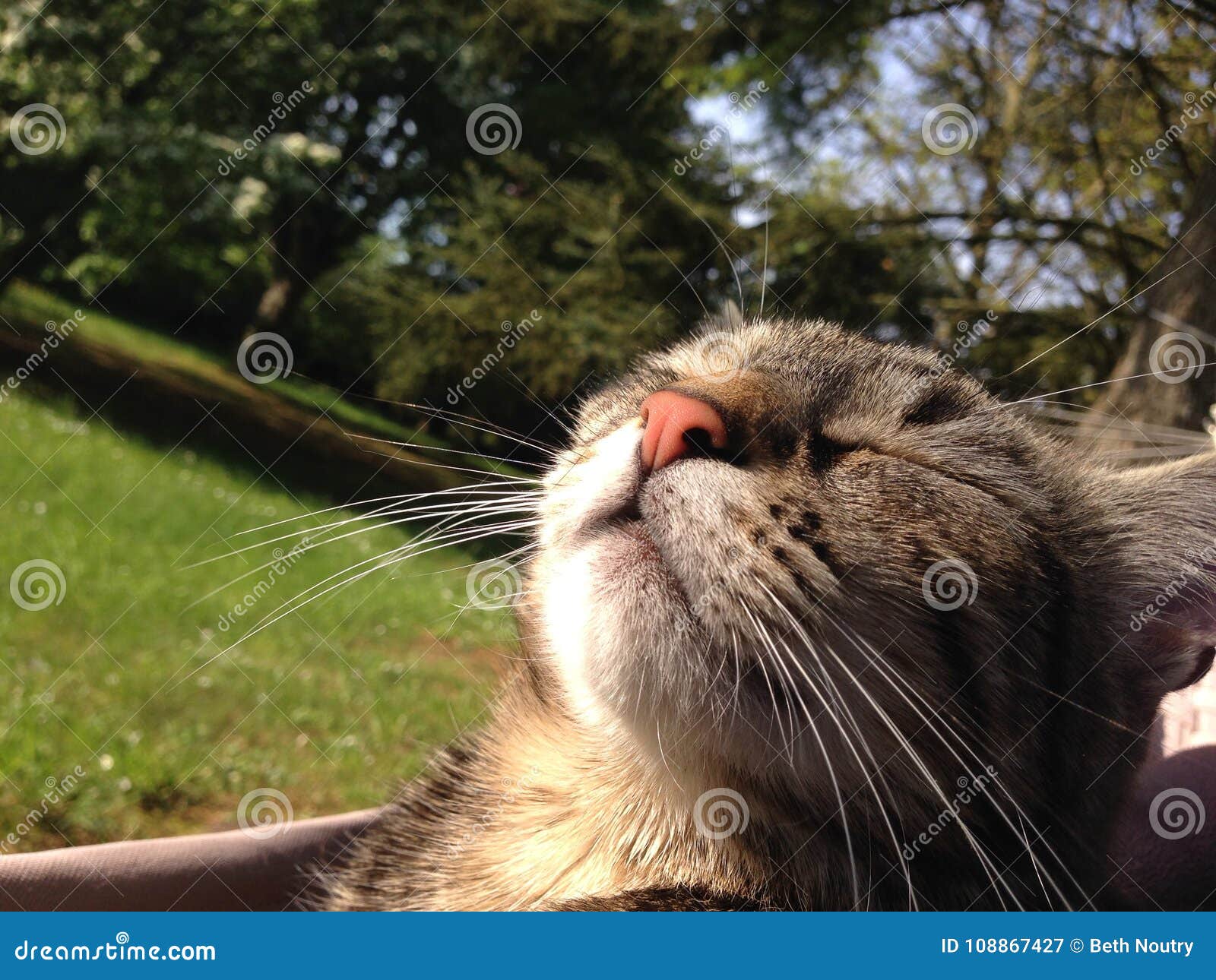 Cat basking stock image. Image of basking, head, eyes - 108867427