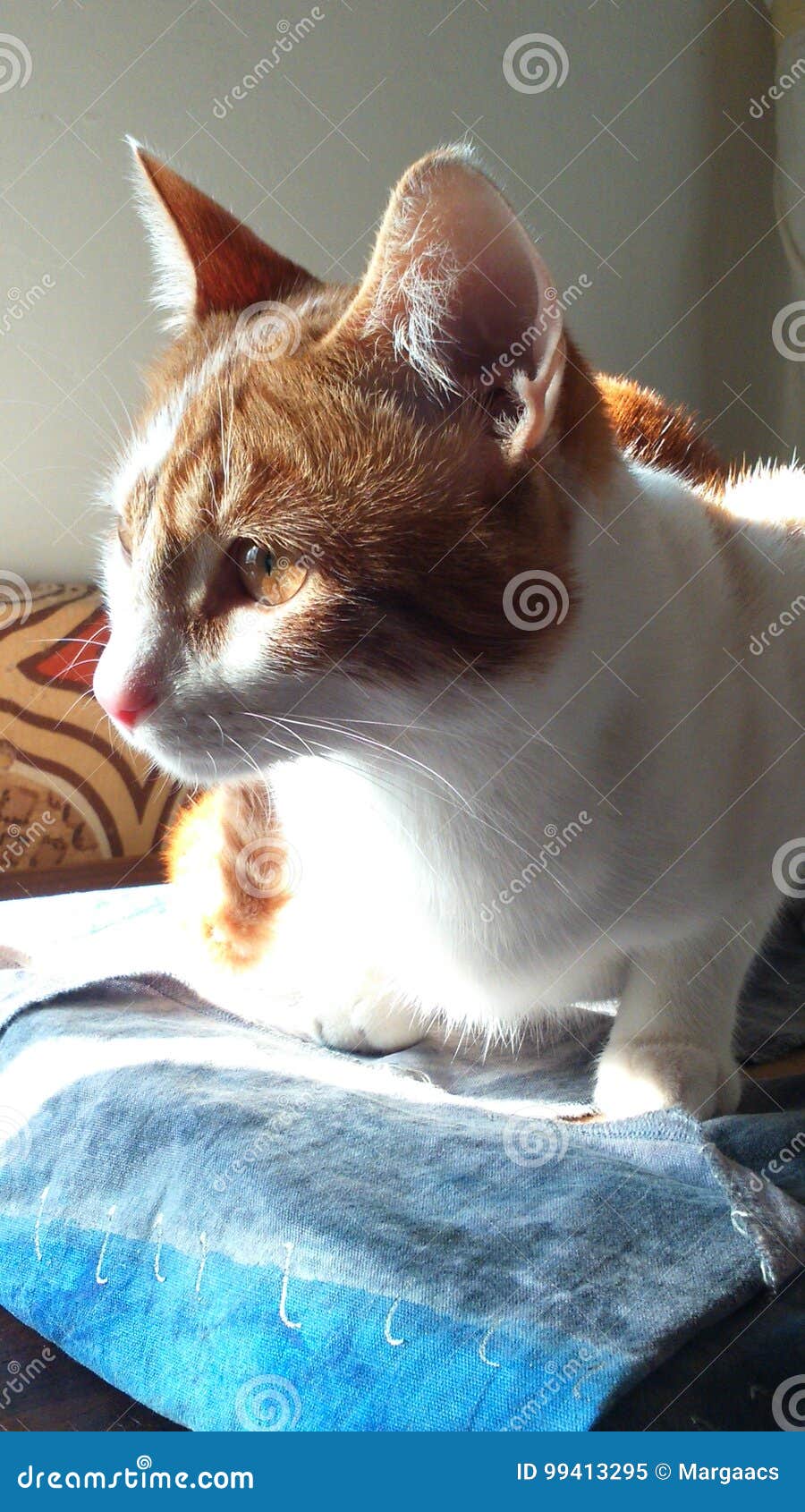 Cat basking stock image. Image of animal, kitten, basking - 99413295