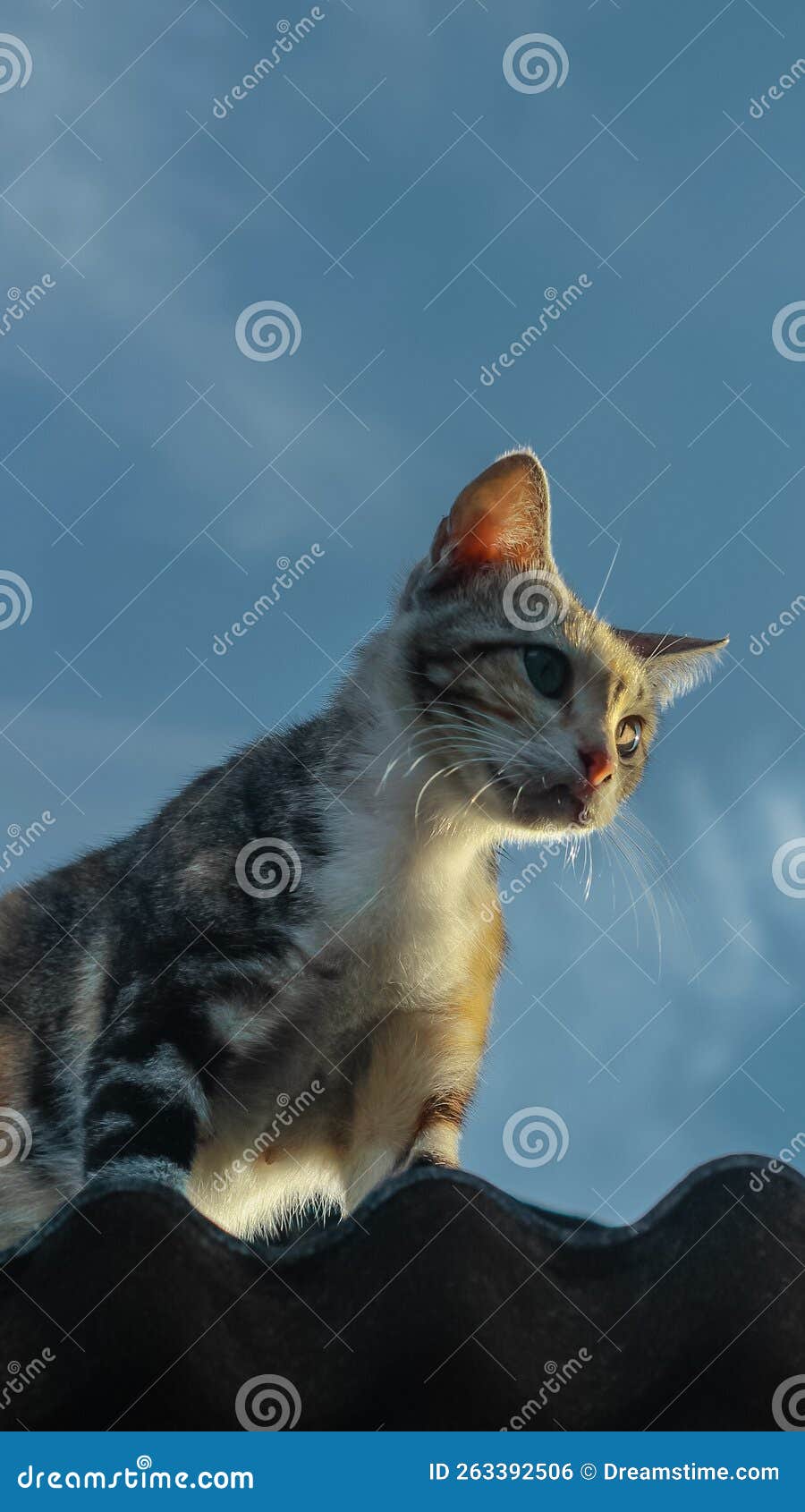 Cat basking in the morning stock photo. Image of kitten - 263392506