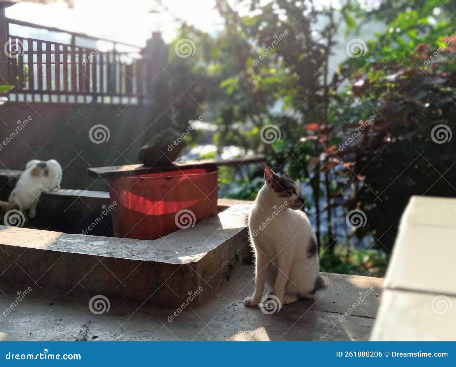 Cat Basking in the Morning Sun Stock Photo - Image of yard, tree: 261880206