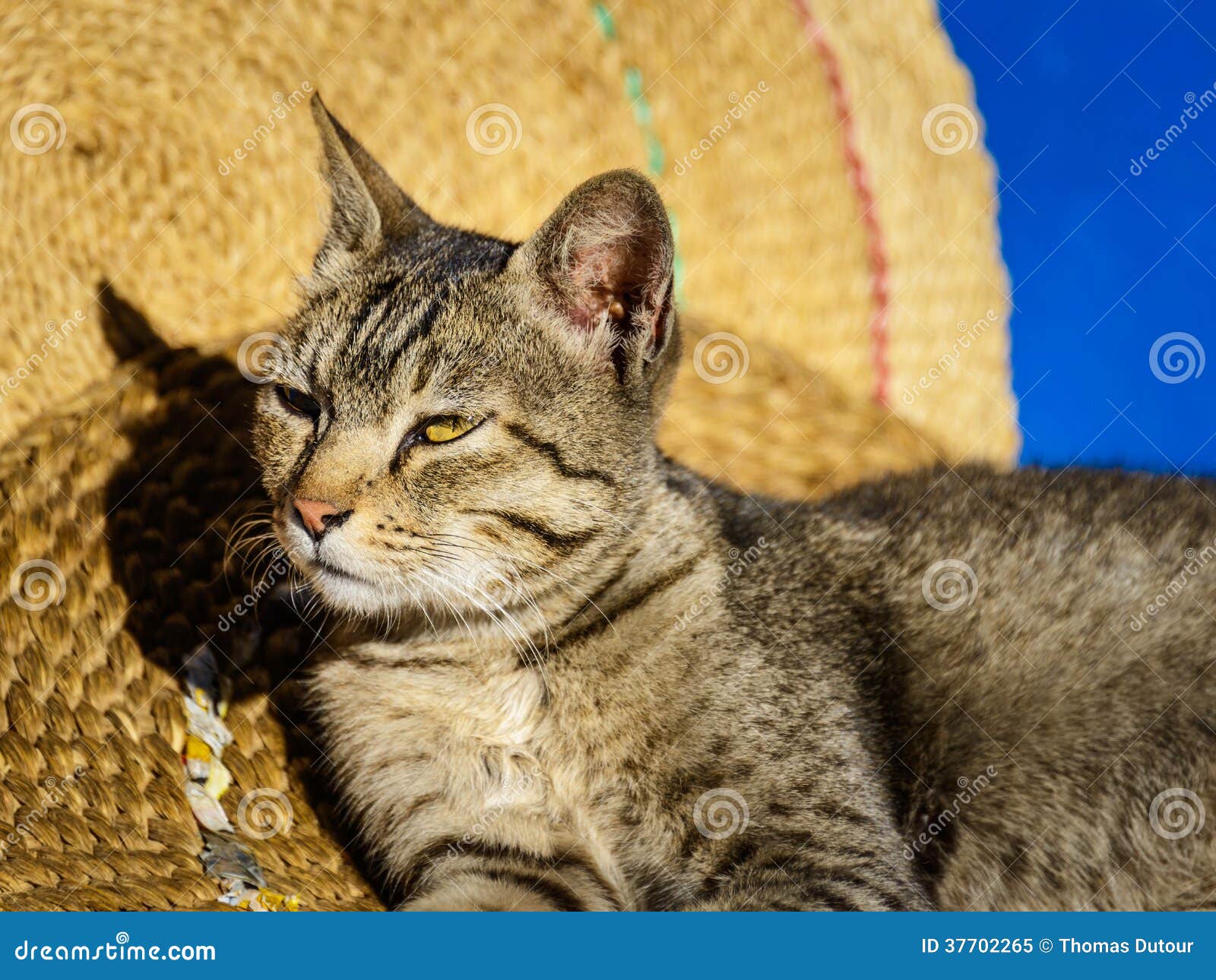 Cat basking in the sun stock image. Image of basking - 37702265