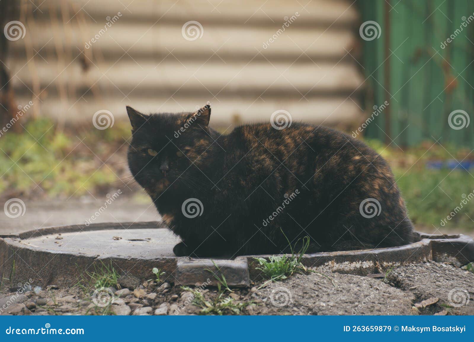 A Cat Basks on a Warm Hatch on a Cold Day Stock Image - Image of nature ...