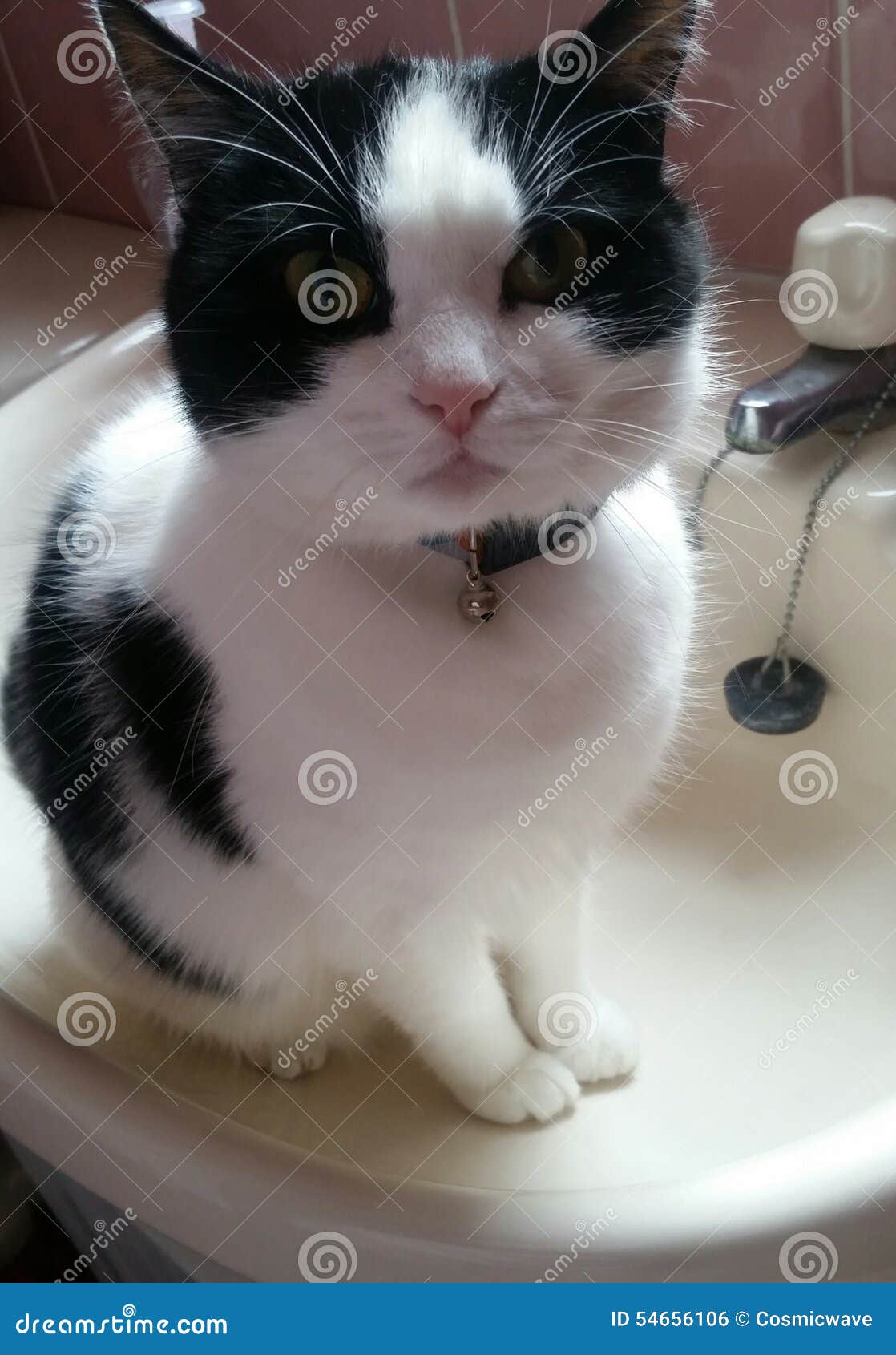 Cat Bath stock photo. Image of kitten, bath, room, feline - 54656106