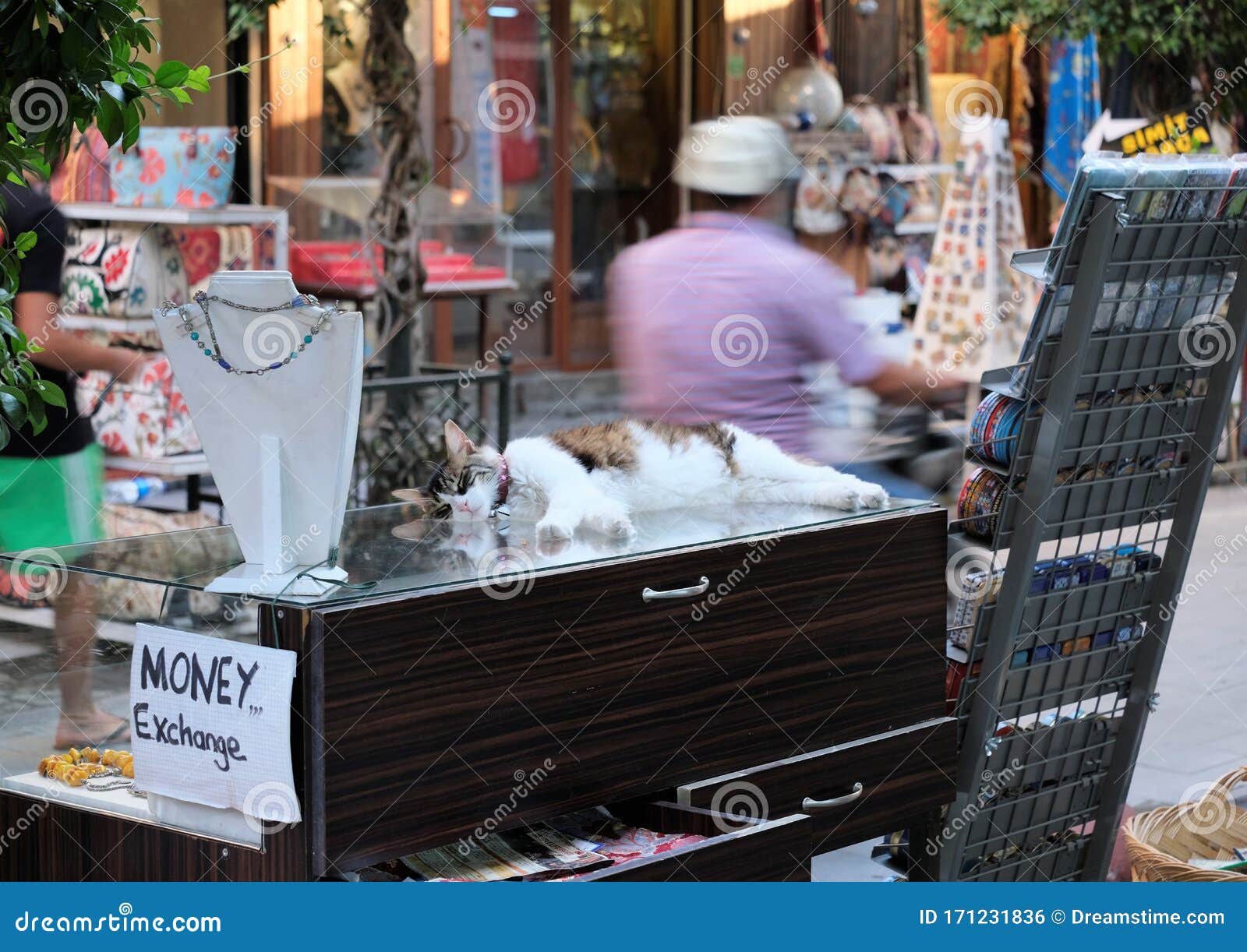 Cat in the bazar stock photo. Image of bazzar, catslove - 171231836