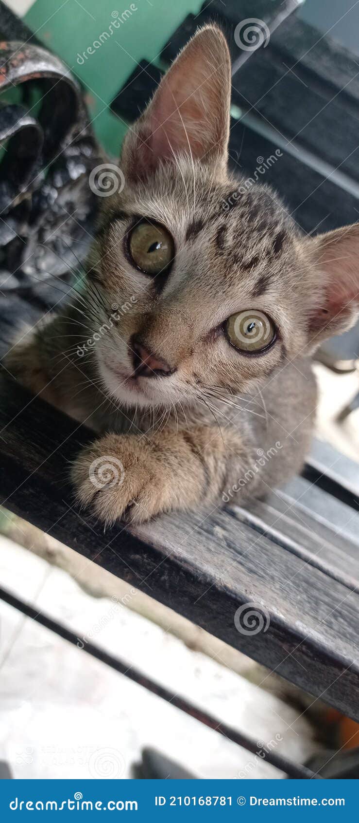 Cat be happy stock image. Image of kitten, whiskers - 210168781