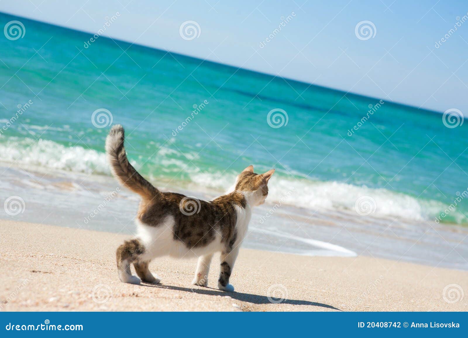 Cat on the beach stock photo. Image of nature, kitten - 20408742