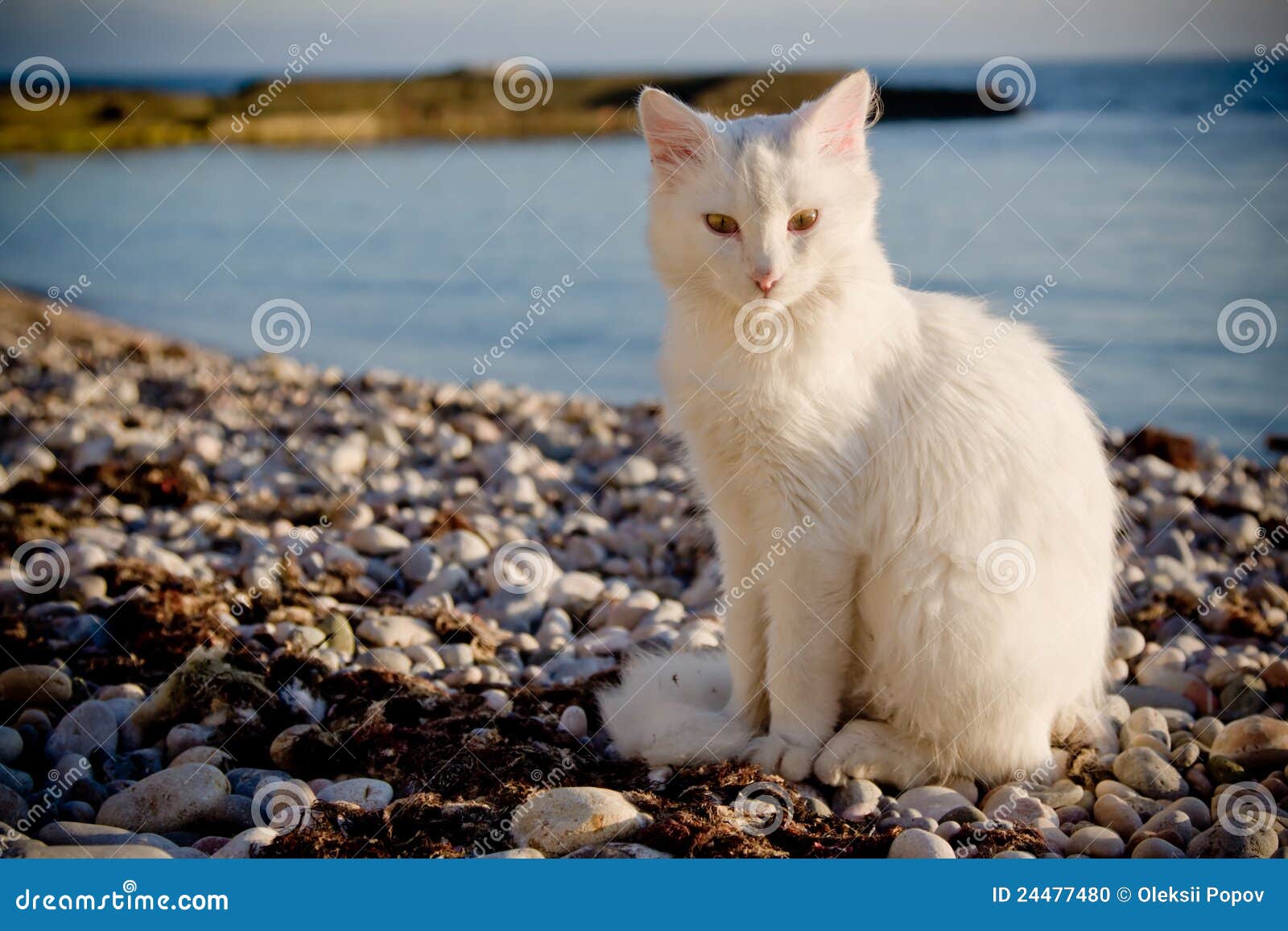 Cat on beach stock photo. Image of mammal, looking, beach - 24477480