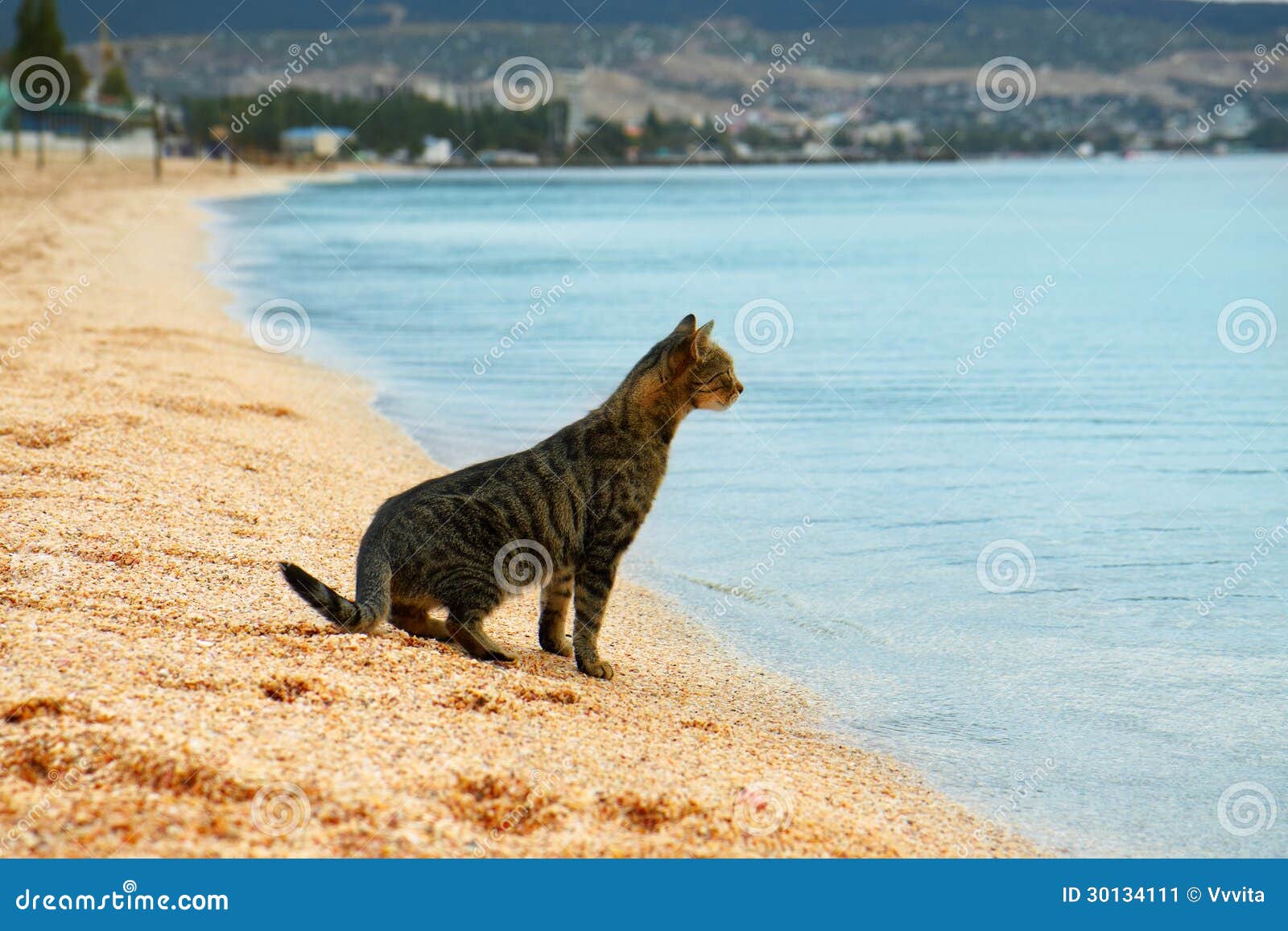 Cat looks at the sea stock image. Image of domestic, hair - 30134111