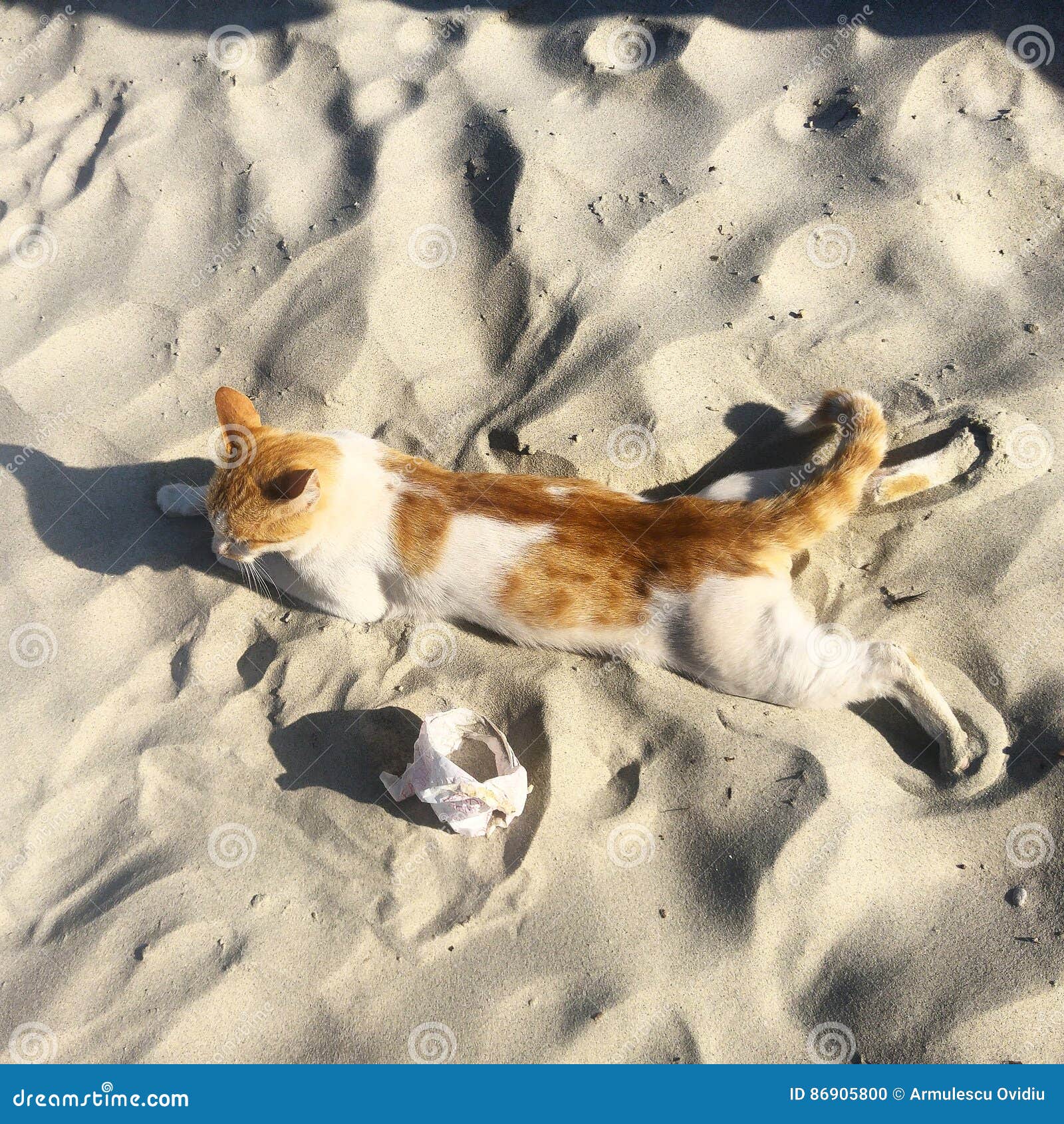 Cat on the beach stock photo. Image of sand, whater, beach - 86905800