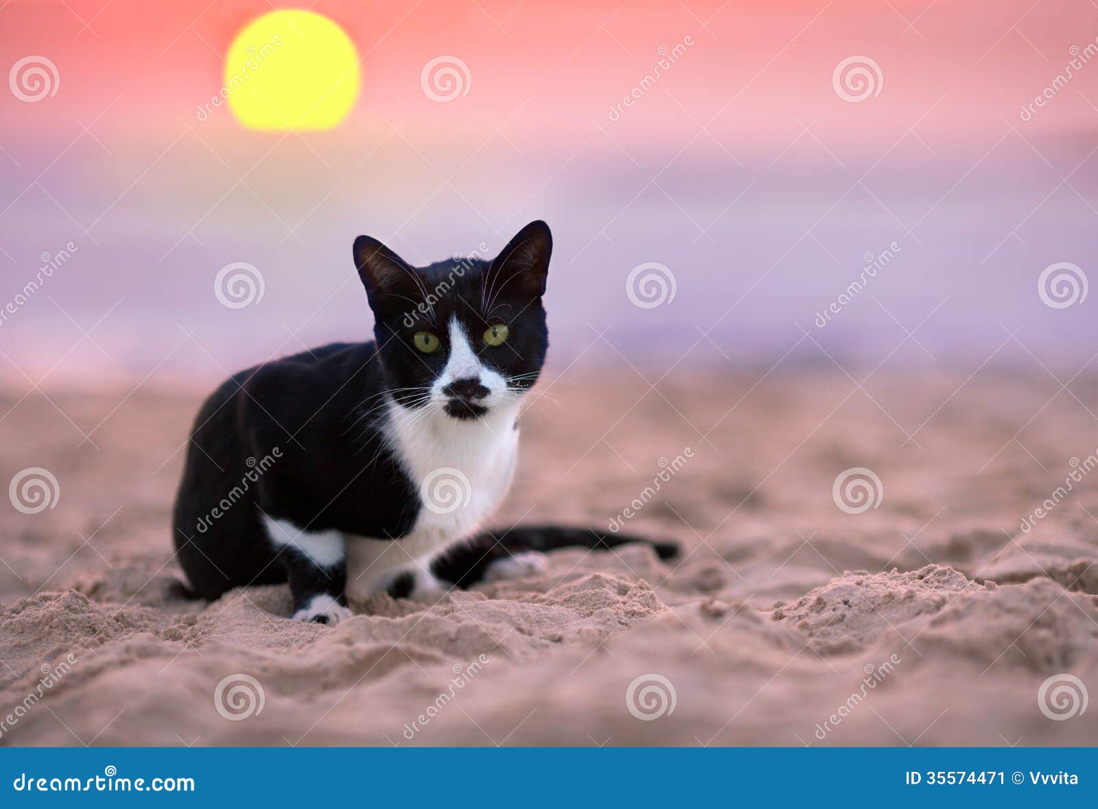 Cat on the beach stock image. Image of short, seashore - 35574471