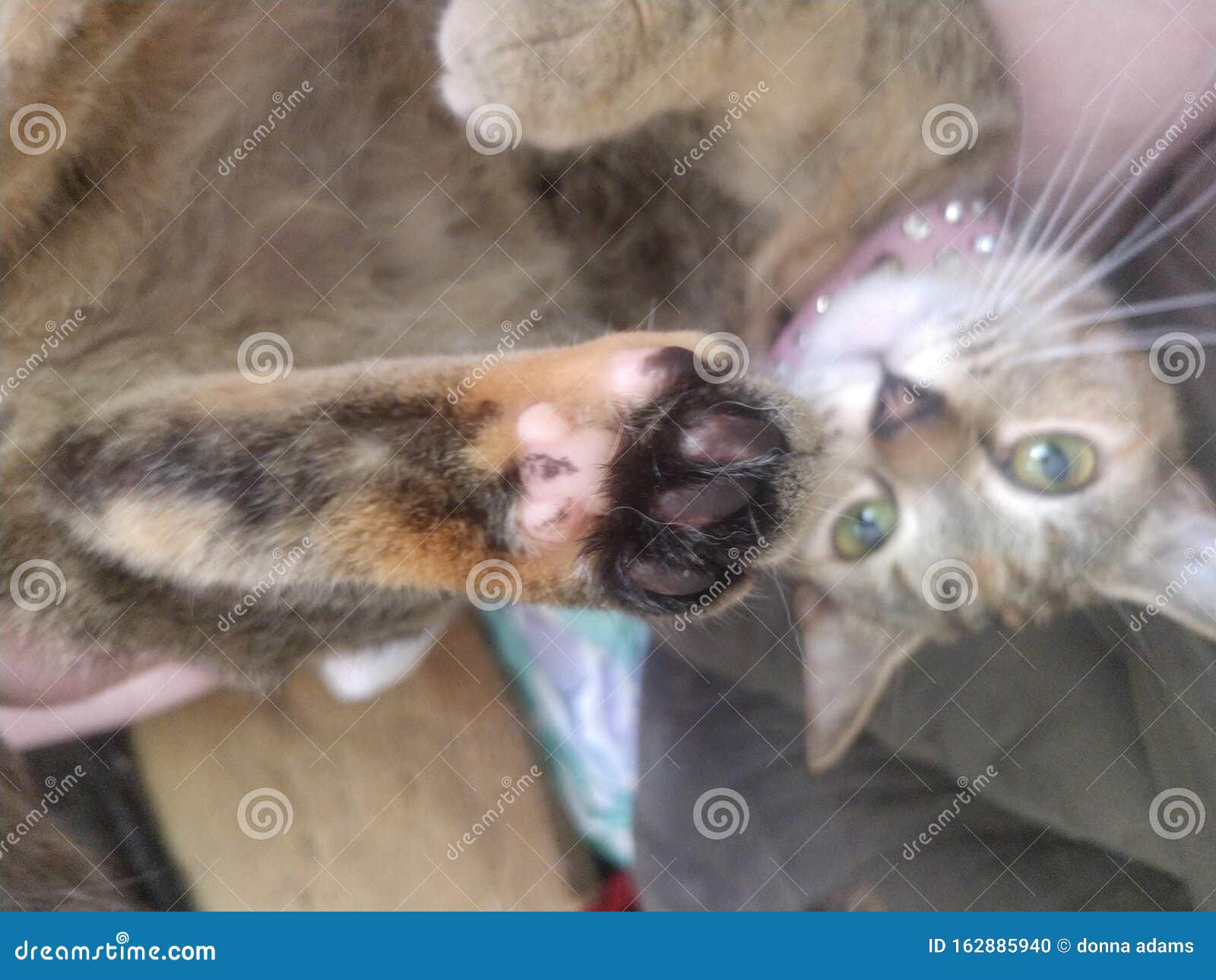 Cat beans stock photo. Image of beans, feet, peets, cute - 162885940