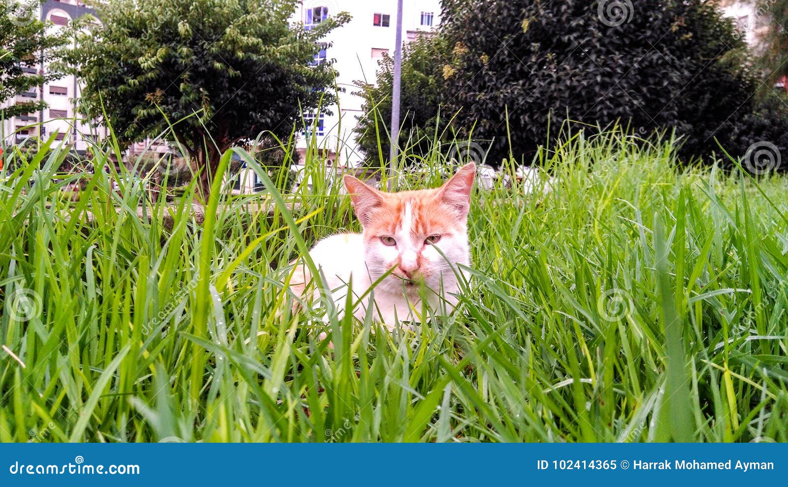 Cat is Beautiful Animals How Cat Rest Stock Image - Image of sleep ...