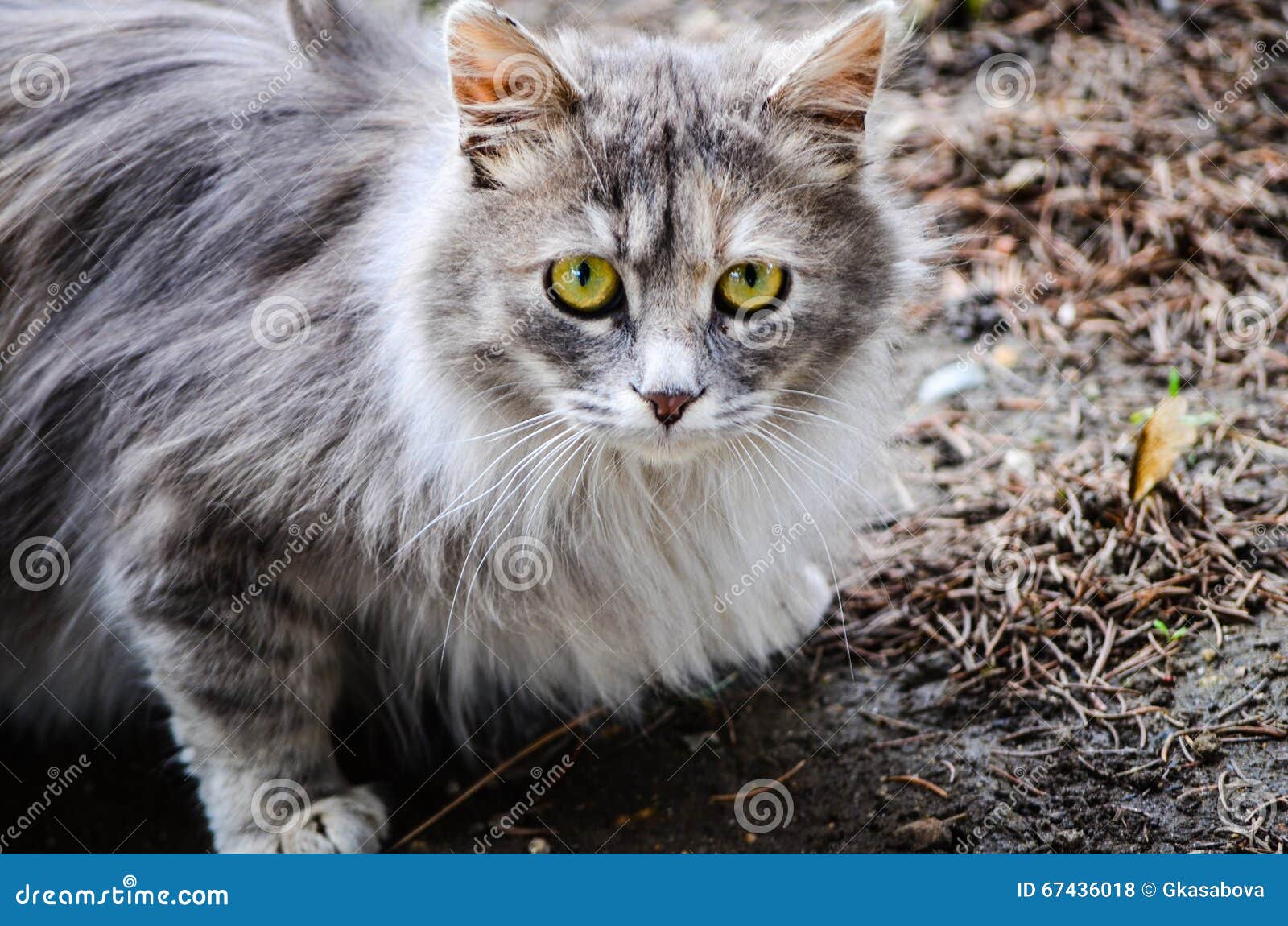 Cat stock photo. Image of head, home, looking, feline - 67436018