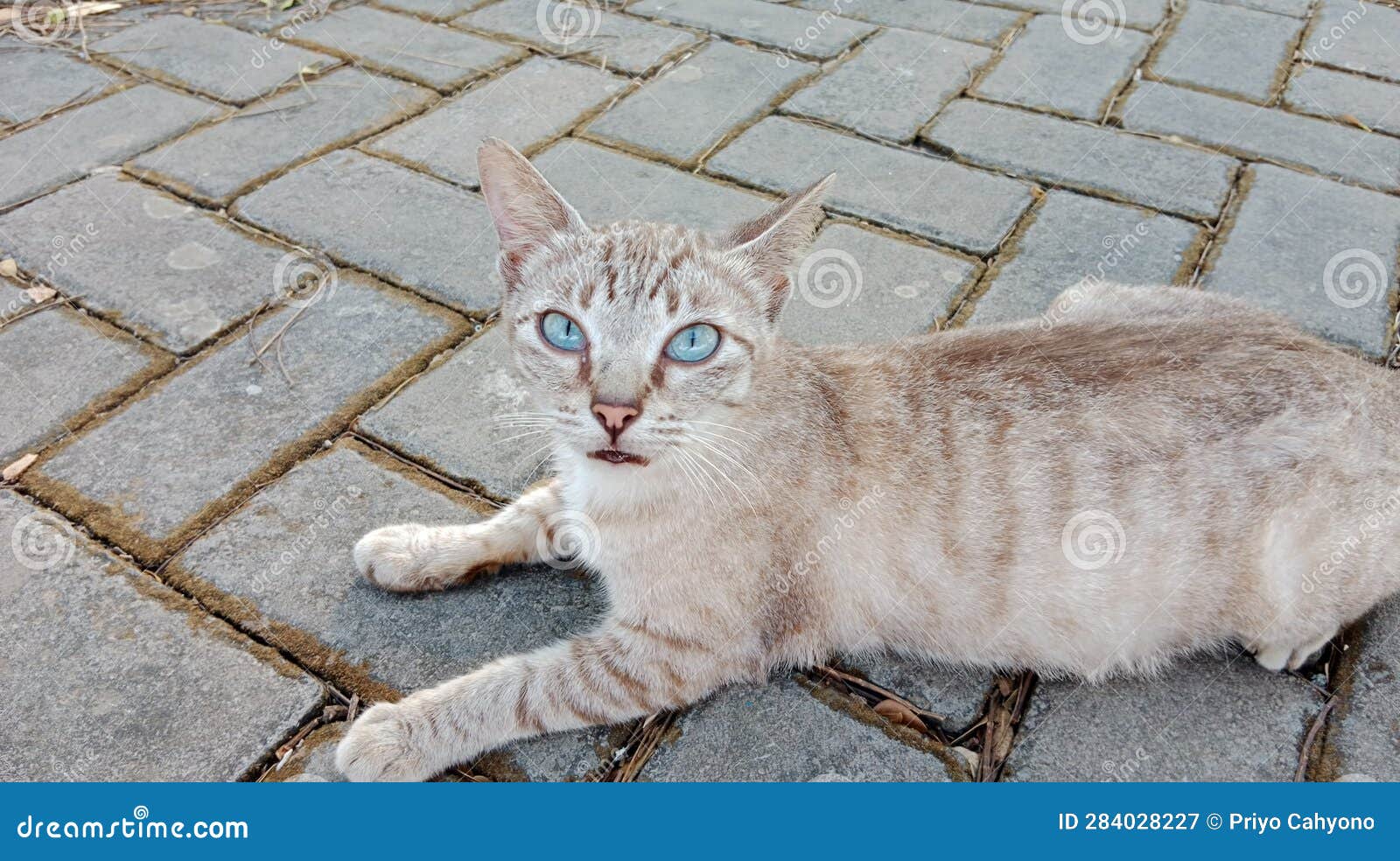 A Cat with Beautiful Eyes Looks Shocked Stock Image - Image of whiskers ...