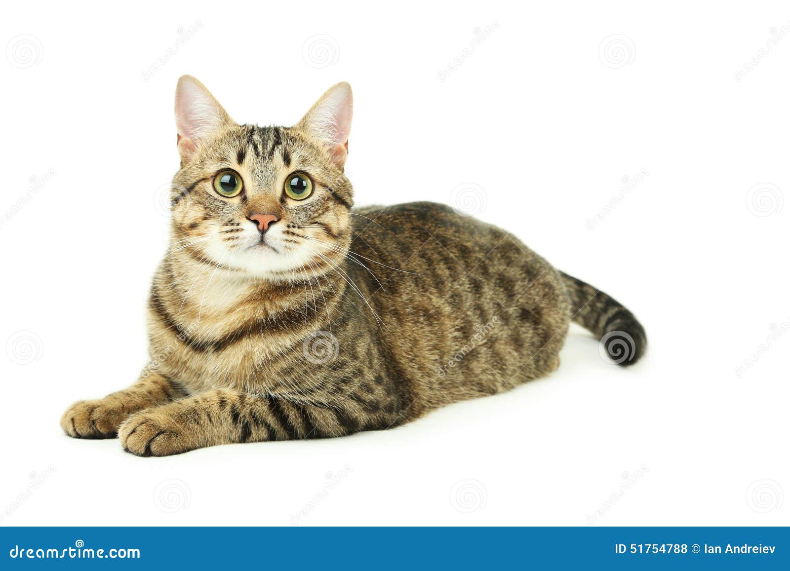 Cat stock photo. Image of animal, alert, kitty, attentive - 51754788