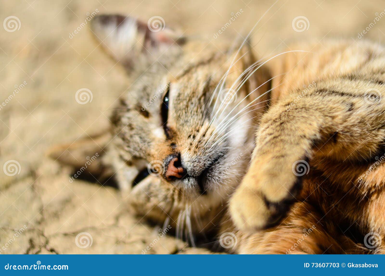 Cat stock image. Image of feline, outdoor, beautiful - 73607703