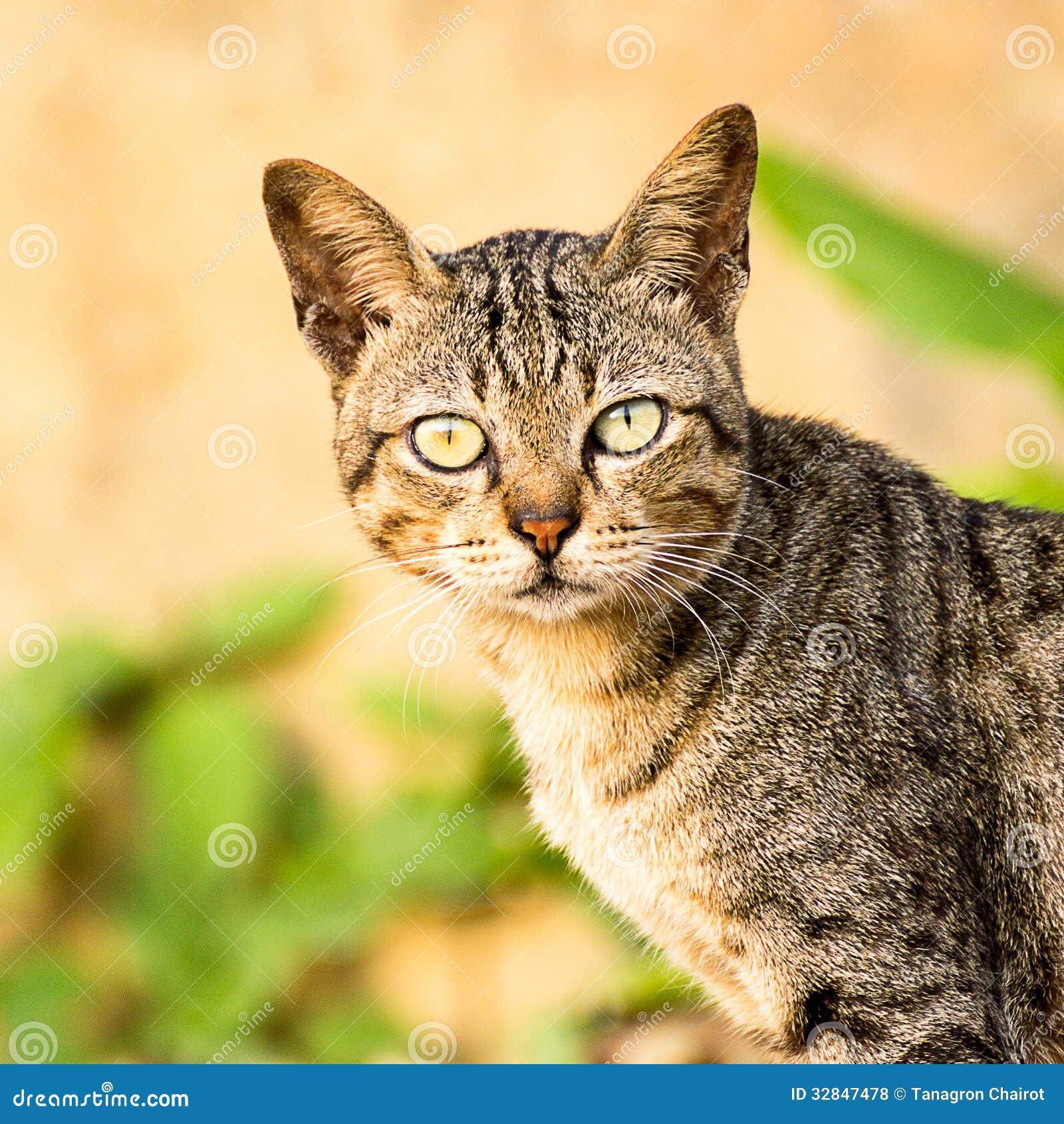 Cat stock photo. Image of country, closeup, european - 32847478
