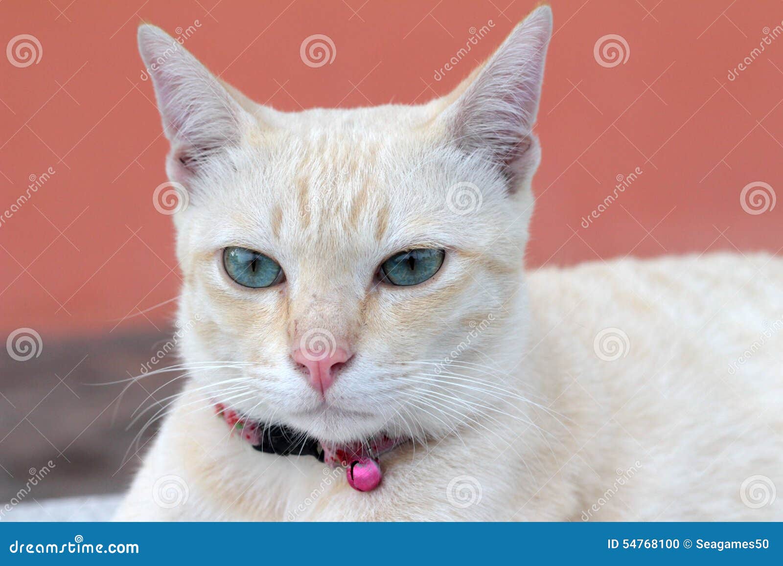 Cat Beautiful Sitting and Looking Stock Photo - Image of looking ...