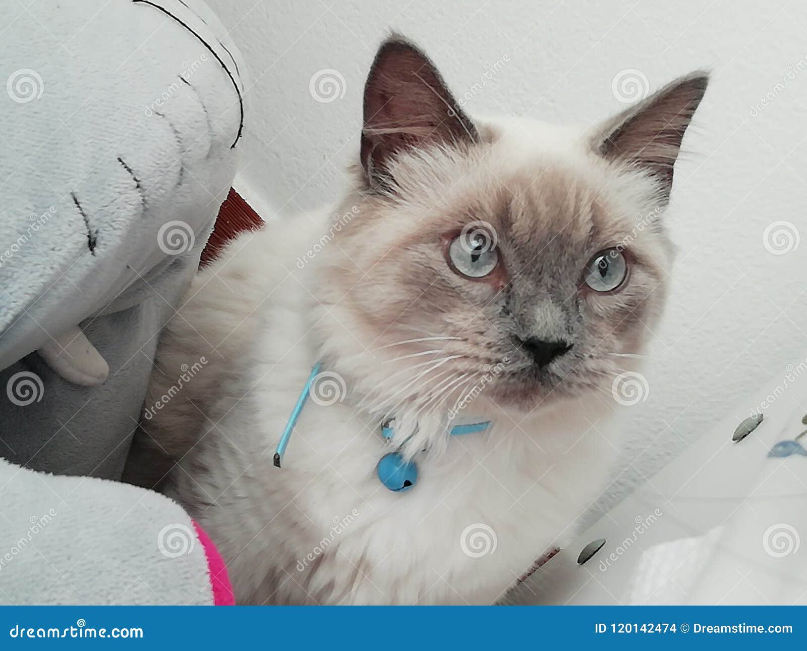 Cat stock photo. Image of beautiful, eyes, black, nose - 120142474