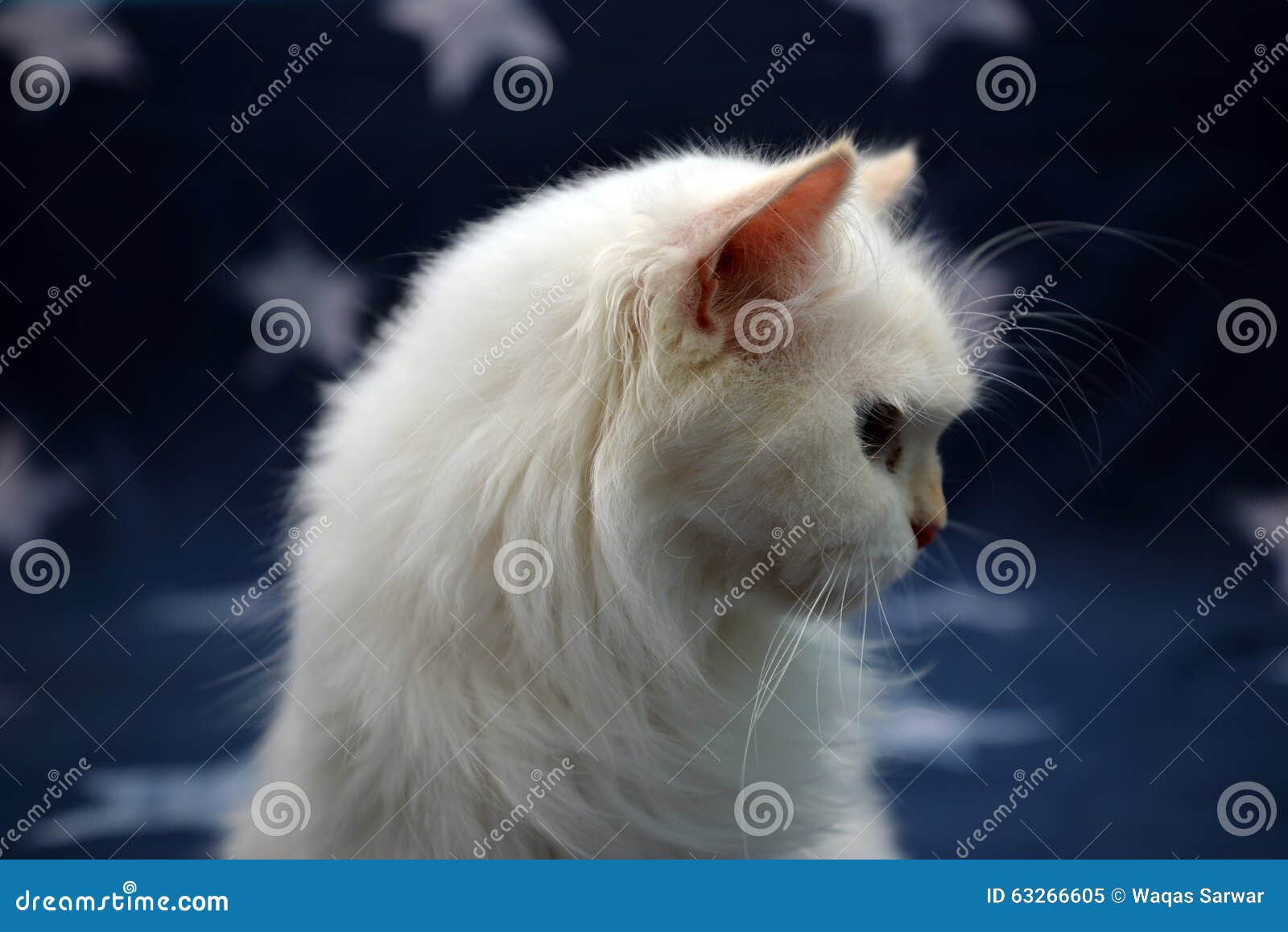 Cat beauty stock image. Image of amazing, candle, beauty - 63266605