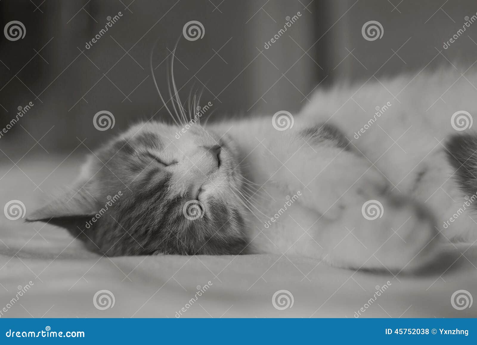 Cat in bed stock photo. Image of black, sleeping, backgrounds - 45752038