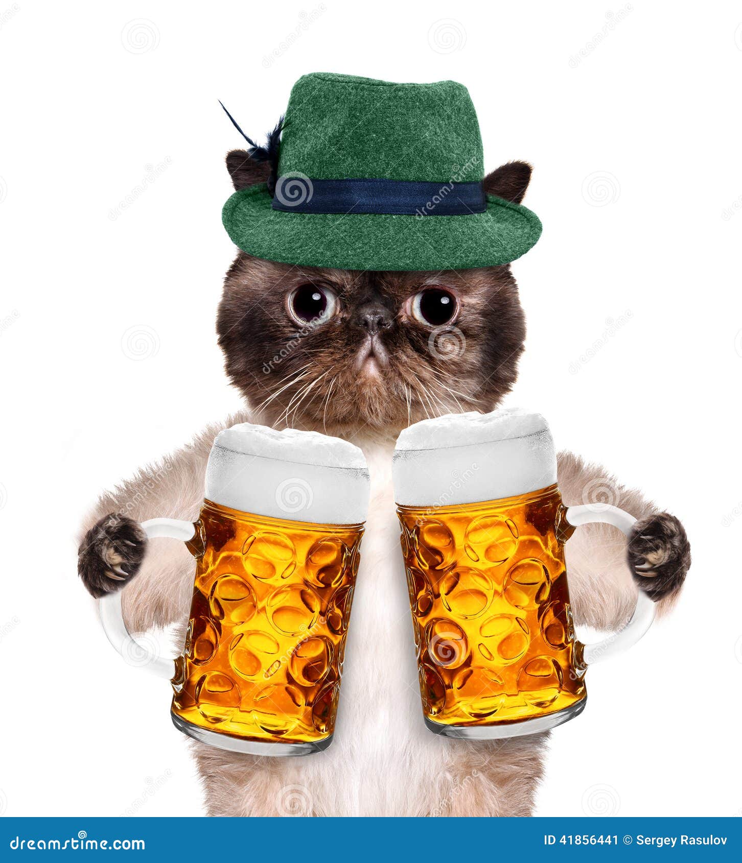 Cat with a beer mug stock image. Image of beverage, celebration - 41856441