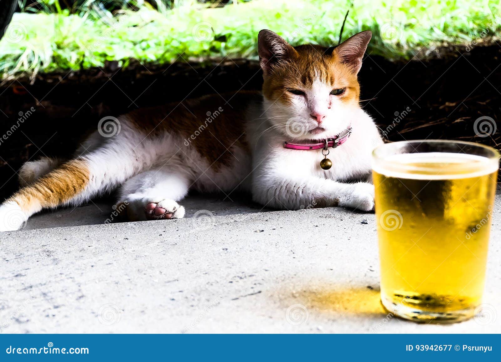 Cat and Beer in Summer Relax Concept Stock Image - Image of beverage ...