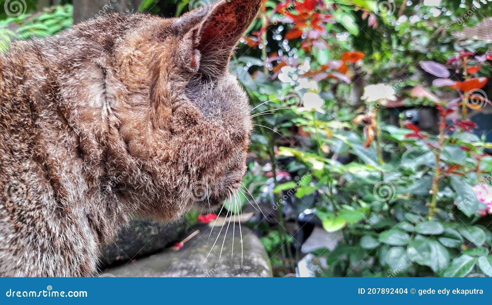 Cat from behind stock photo. Image of squirrel, bird - 207892404