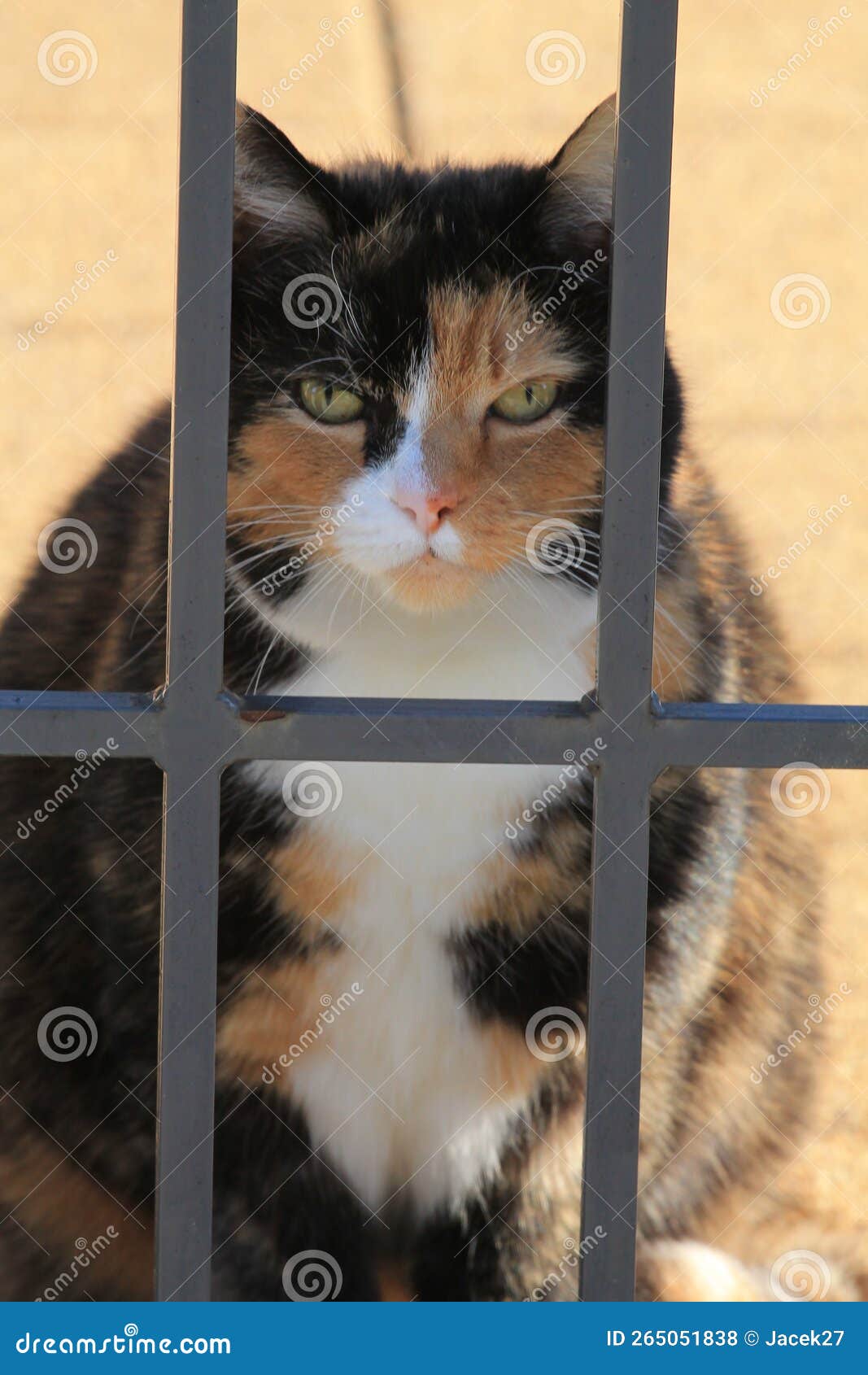 Cat behind bars stock photo. Image of demon, body, outdoors - 265051838